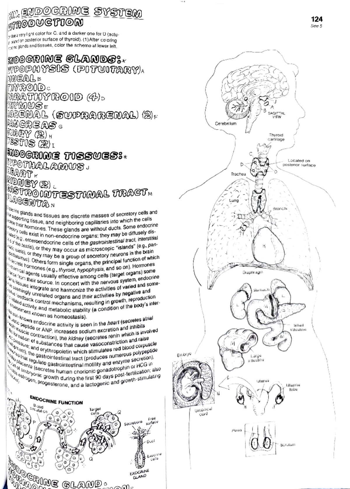 Enocrine System Coloring Sheet - ENDOCRINE SSYSTEM eTRODUGTION xUse a ...
