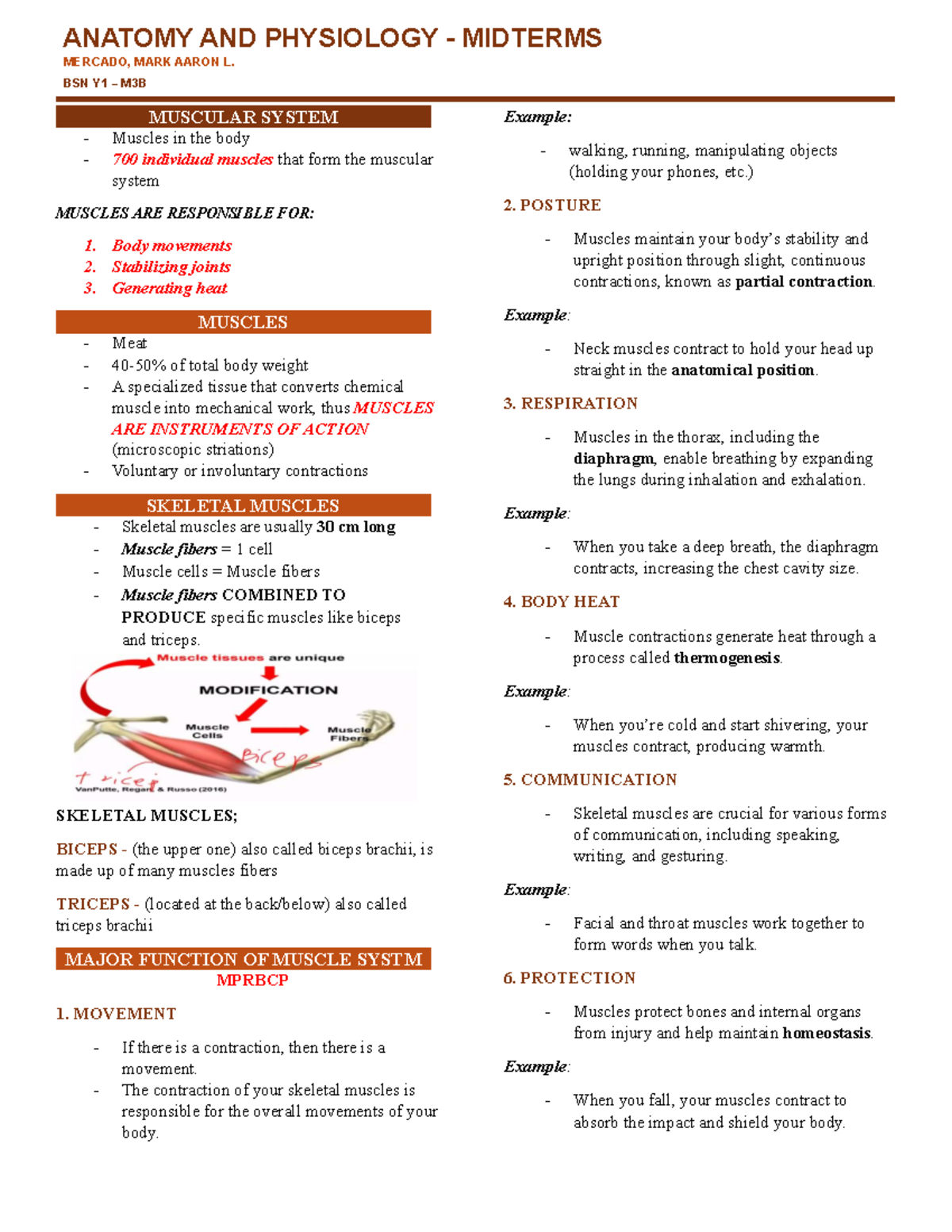 MUSCULAR SYSTEM: ANAPHY MIDTERMS (BSN Y1-M3B) STUDY NOTES - Studocu
