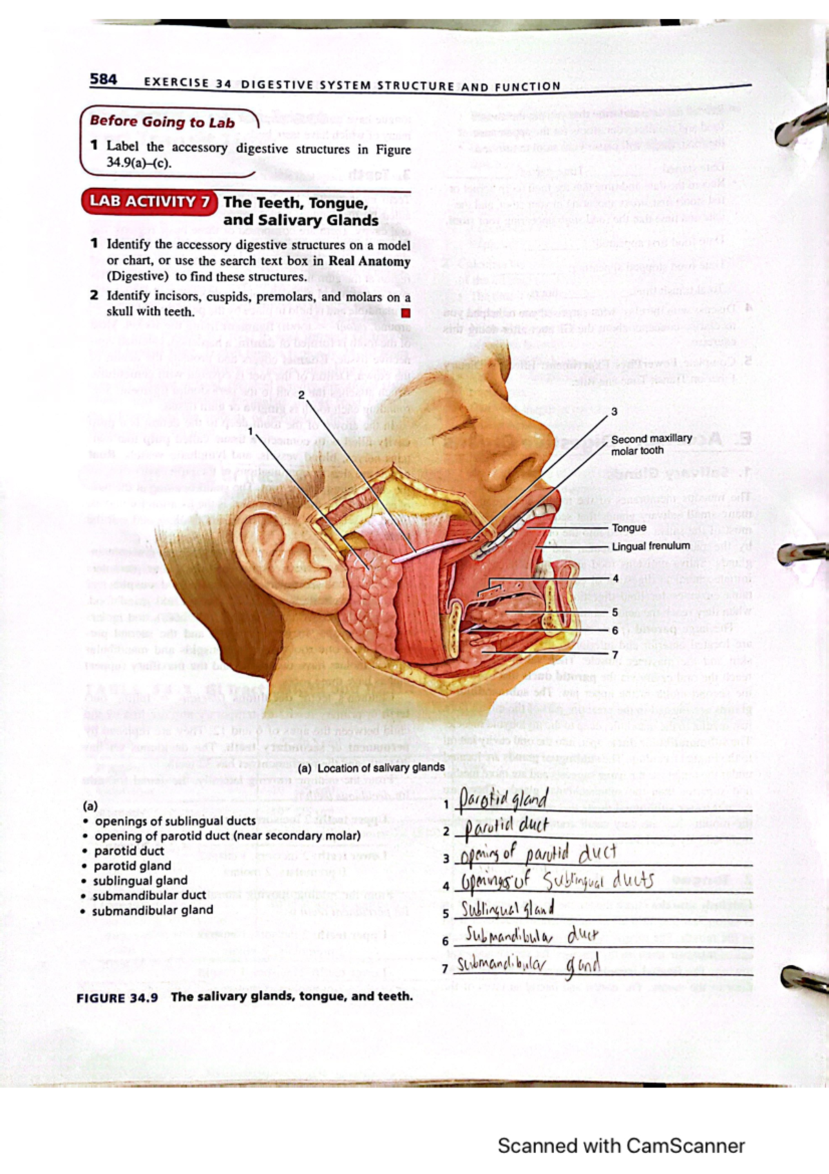 Exercise 34: Structure and Function of the Digestive System Overview ...