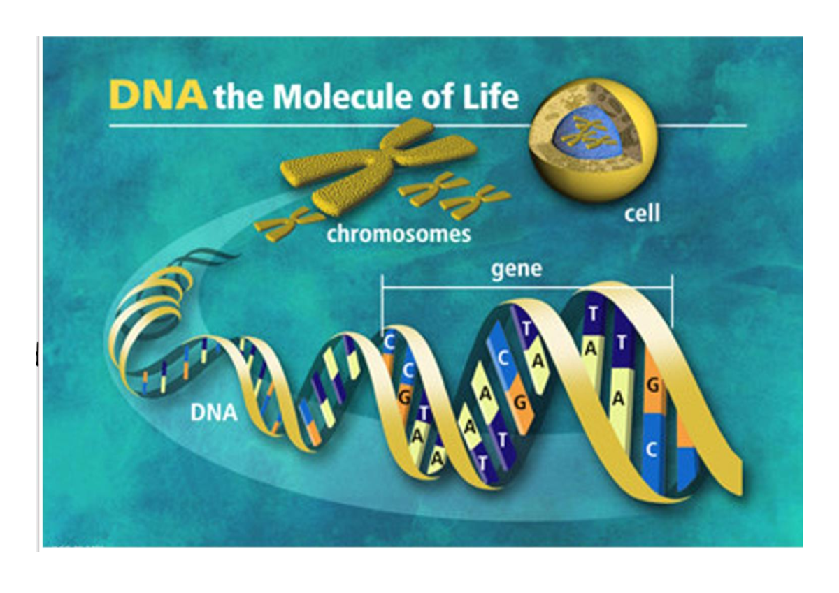 DNA: The Molecule of Life - Chromosomes and Genes Overview - Studocu