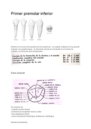 ANATOMÍA DEL SEGUNDO PREMOLAR INFERIOR (Diente No. 45) - Studocu