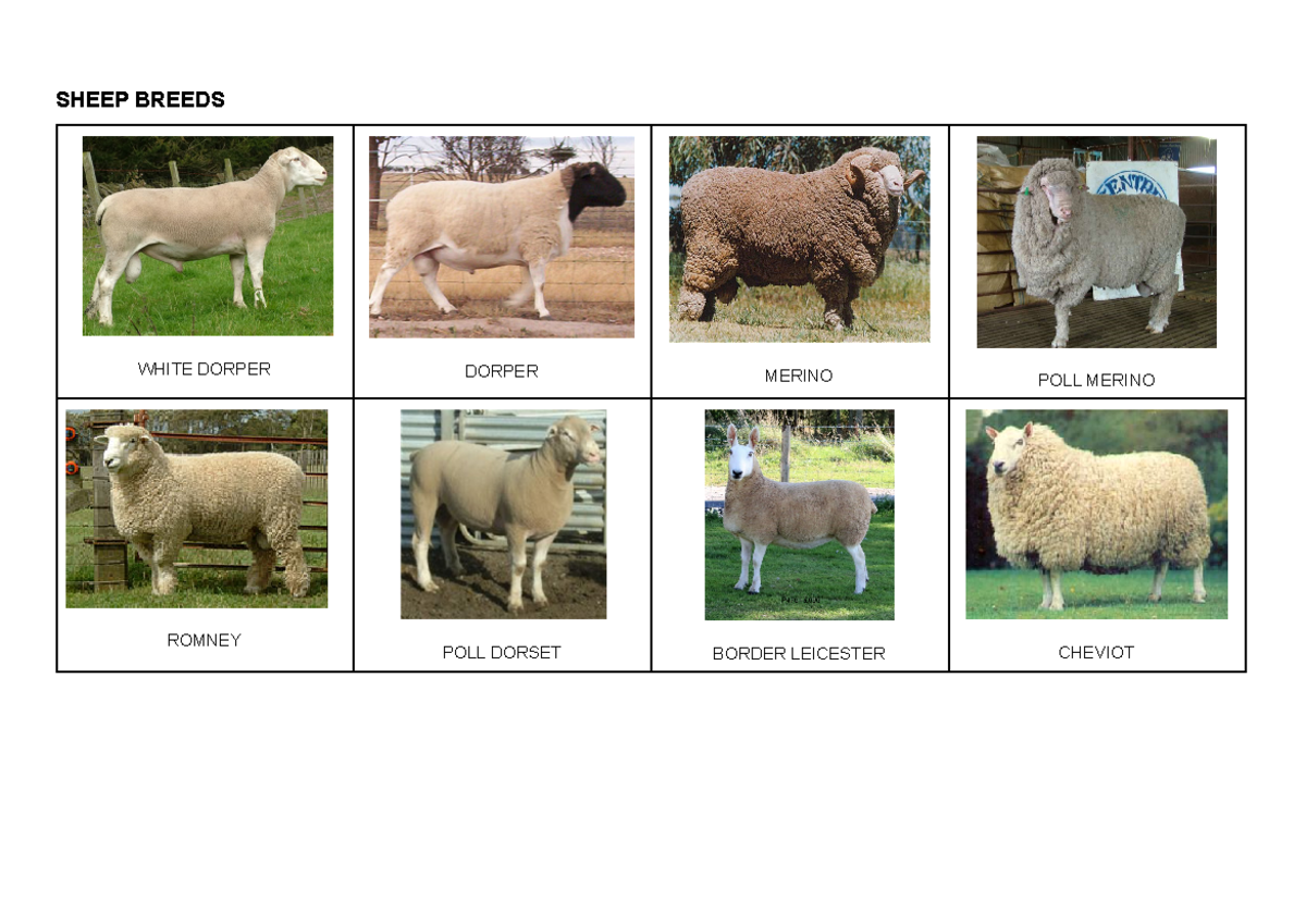 Animal Breed Identification Guide: Sheep, Goats, Camelids, Horses ...