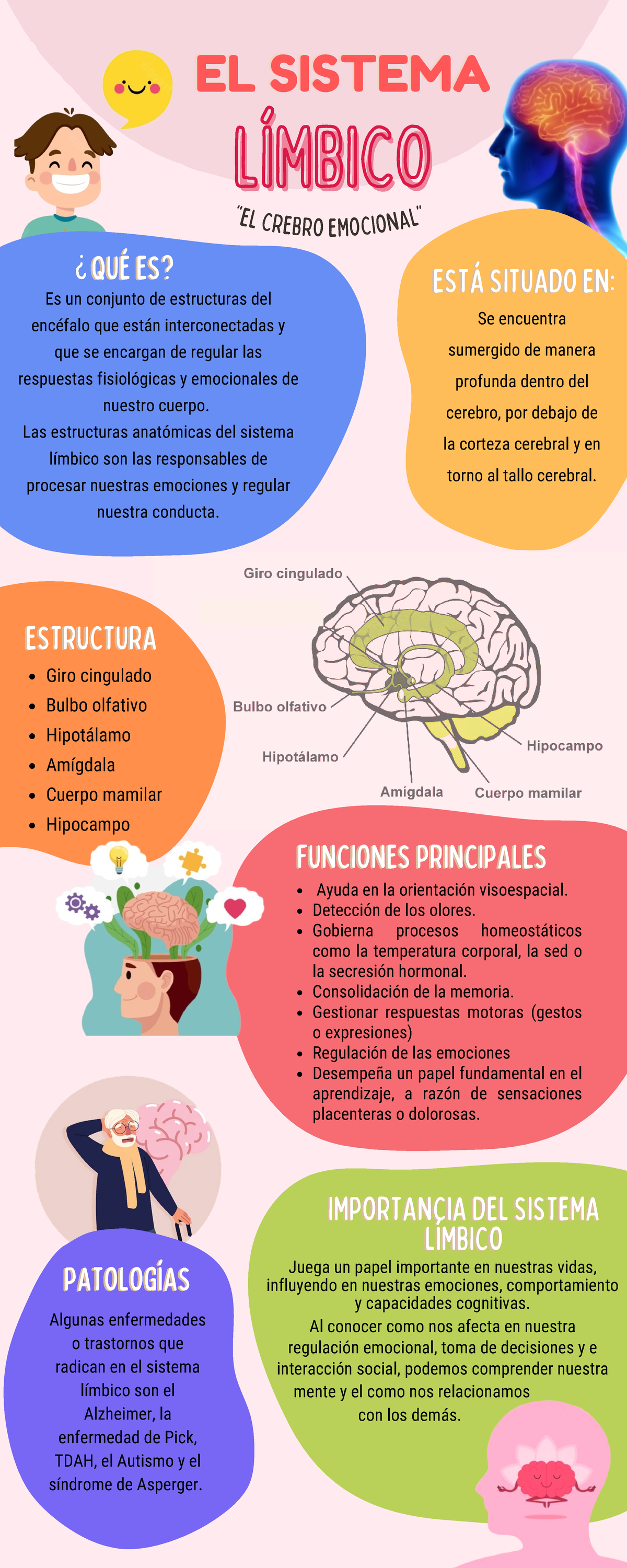 Sistema límbico - LÍMBICOLÍMBICO ESTRUCTURAESTRUCTURA “ E L C R E B R O ...