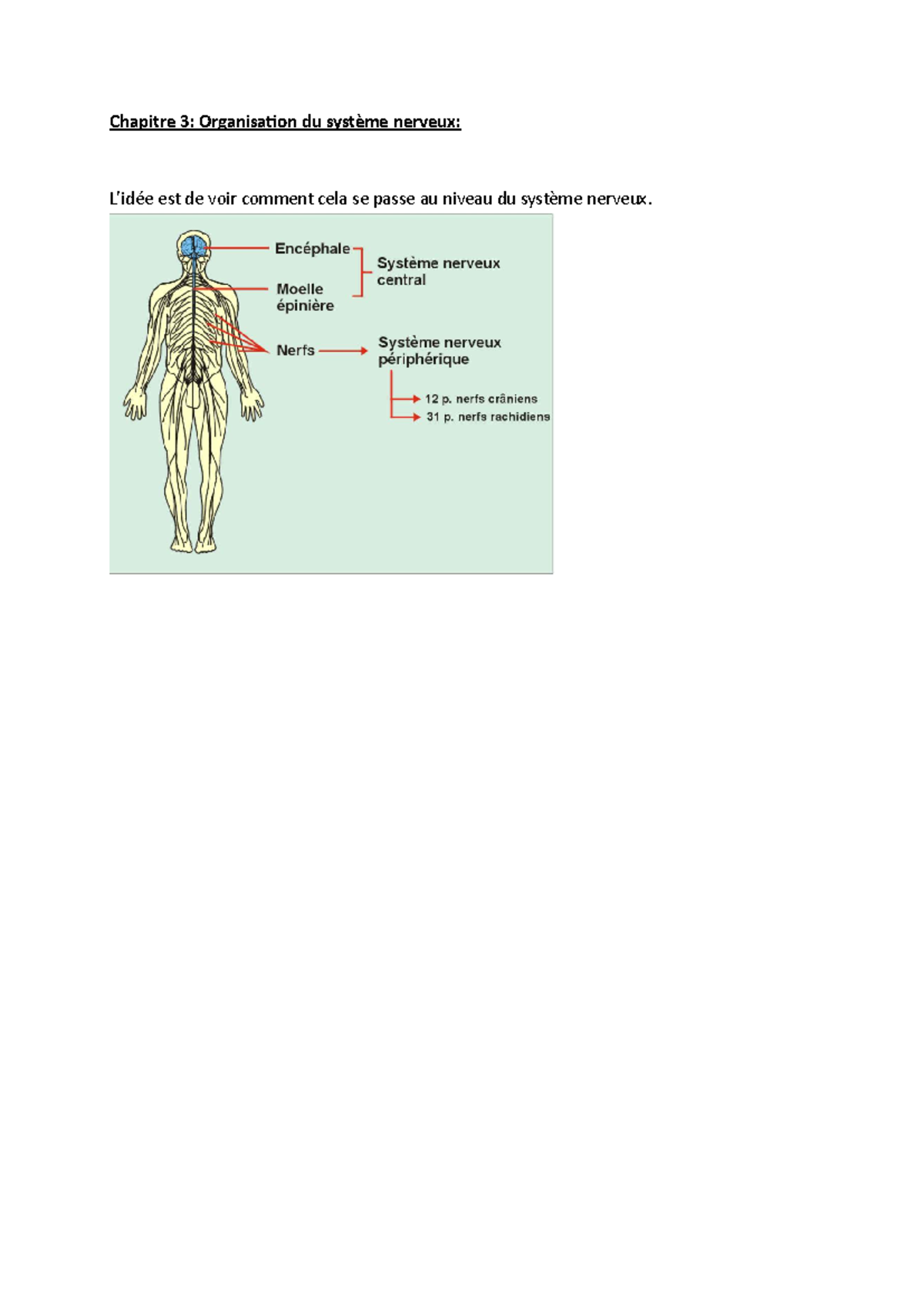 Chapitre 3: Organisation du Système Nerveux Central et Périphérique ...