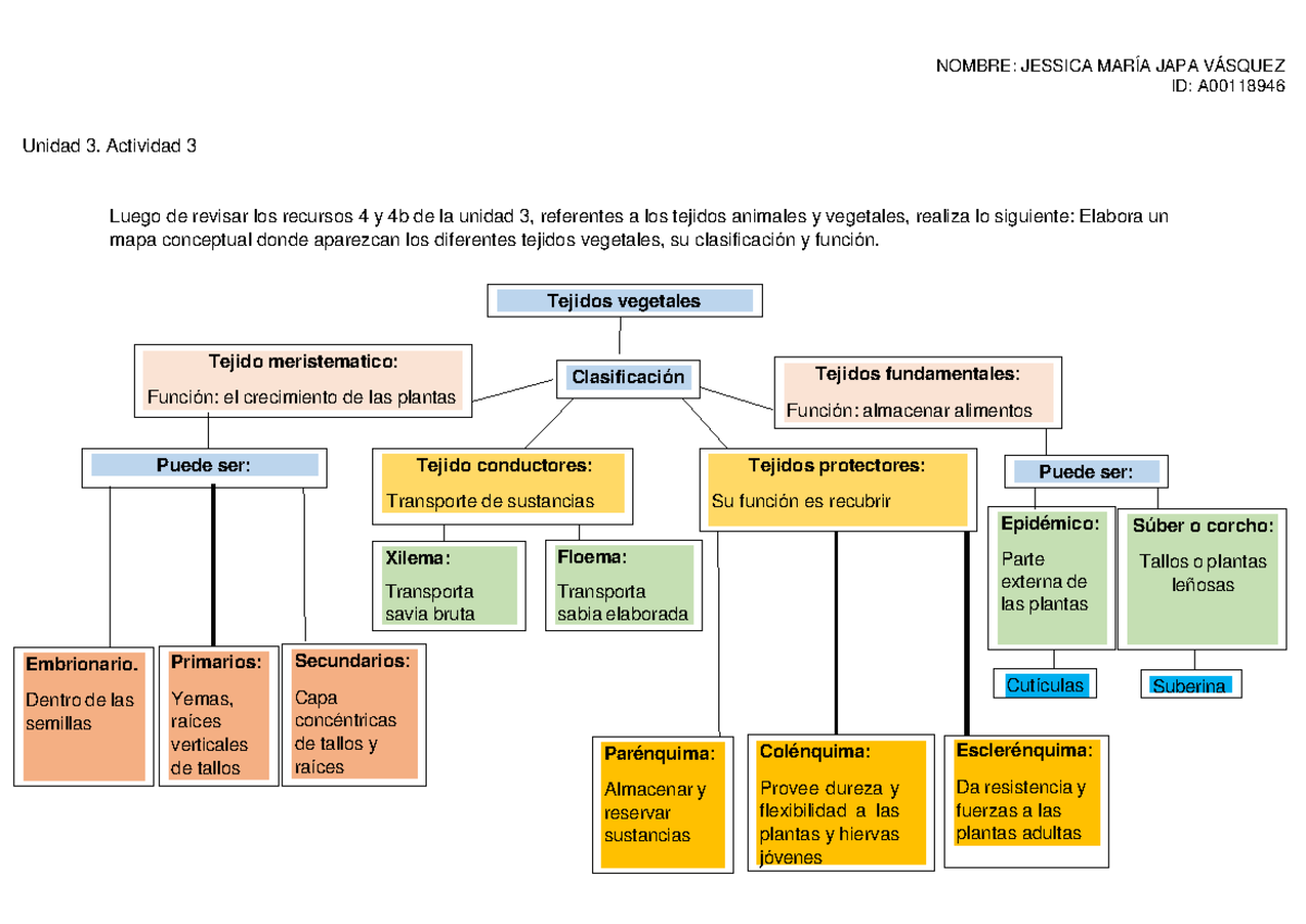 Unidad 3. Actividad 3: Mapa Conceptual de Tejidos Vegetales - Studocu
