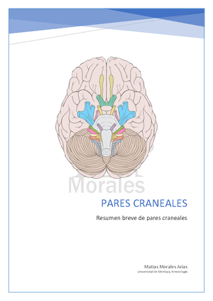 Metámera: Estructura y Función en la Médula Espinal - Studocu