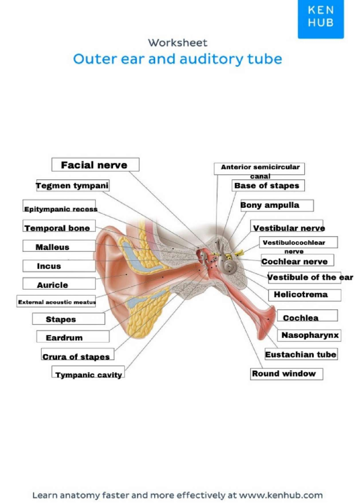 ANAPHY 101: Comprehensive Worksheet on Ear and Brain Anatomy - Studocu
