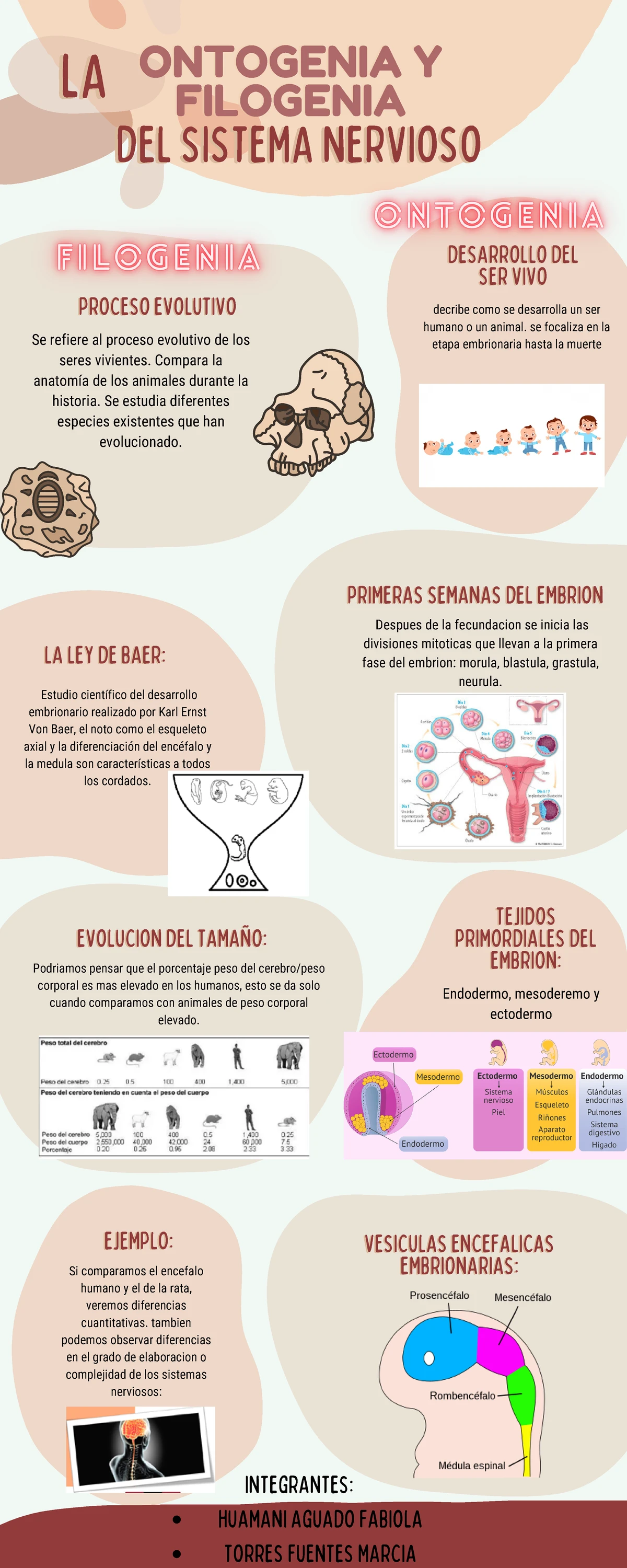 Infografía sobre Neuromitos en la Educación y su Impacto - Studocu