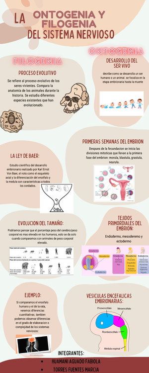 El Desarrollo Del Sistema Nervioso Filogenetico Neocórtex (cerebro):