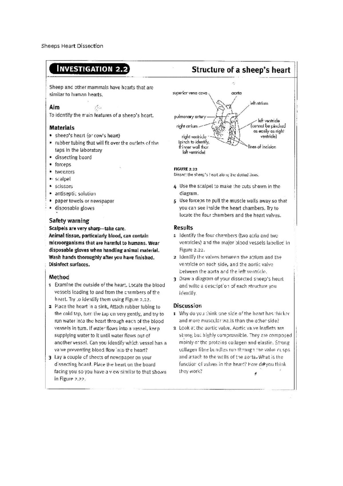 Sheep Heart Dissection Observations and Comparisons - Studocu