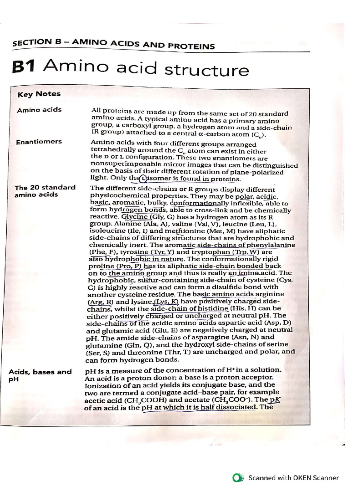 B1 Amino Acids and Proteins: Key Notes and Structures - Studocu