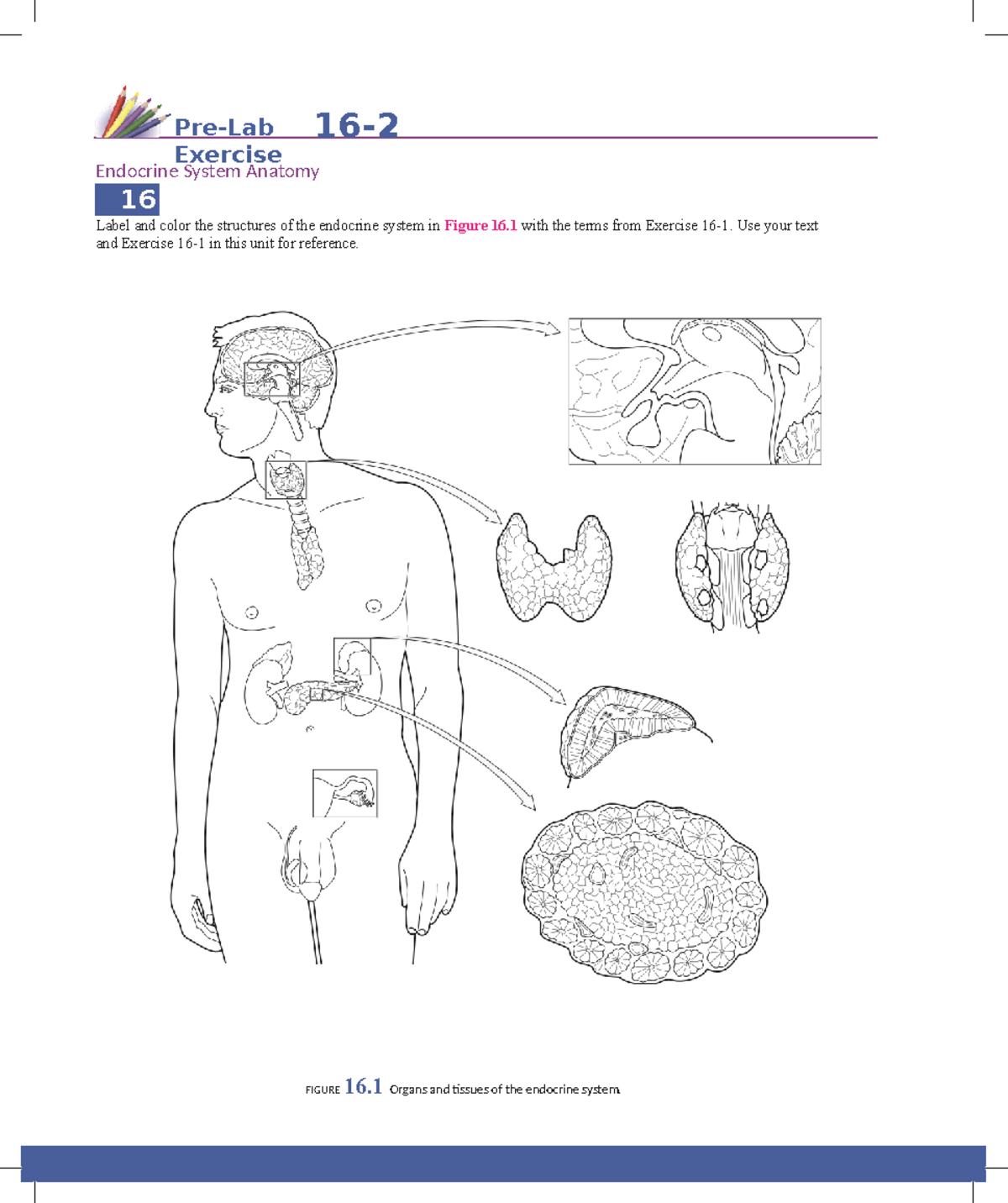 Unit 16 Pre-Lab Exercise 16-2 - BIO201 - Endocrine System Anatomy 16 ...