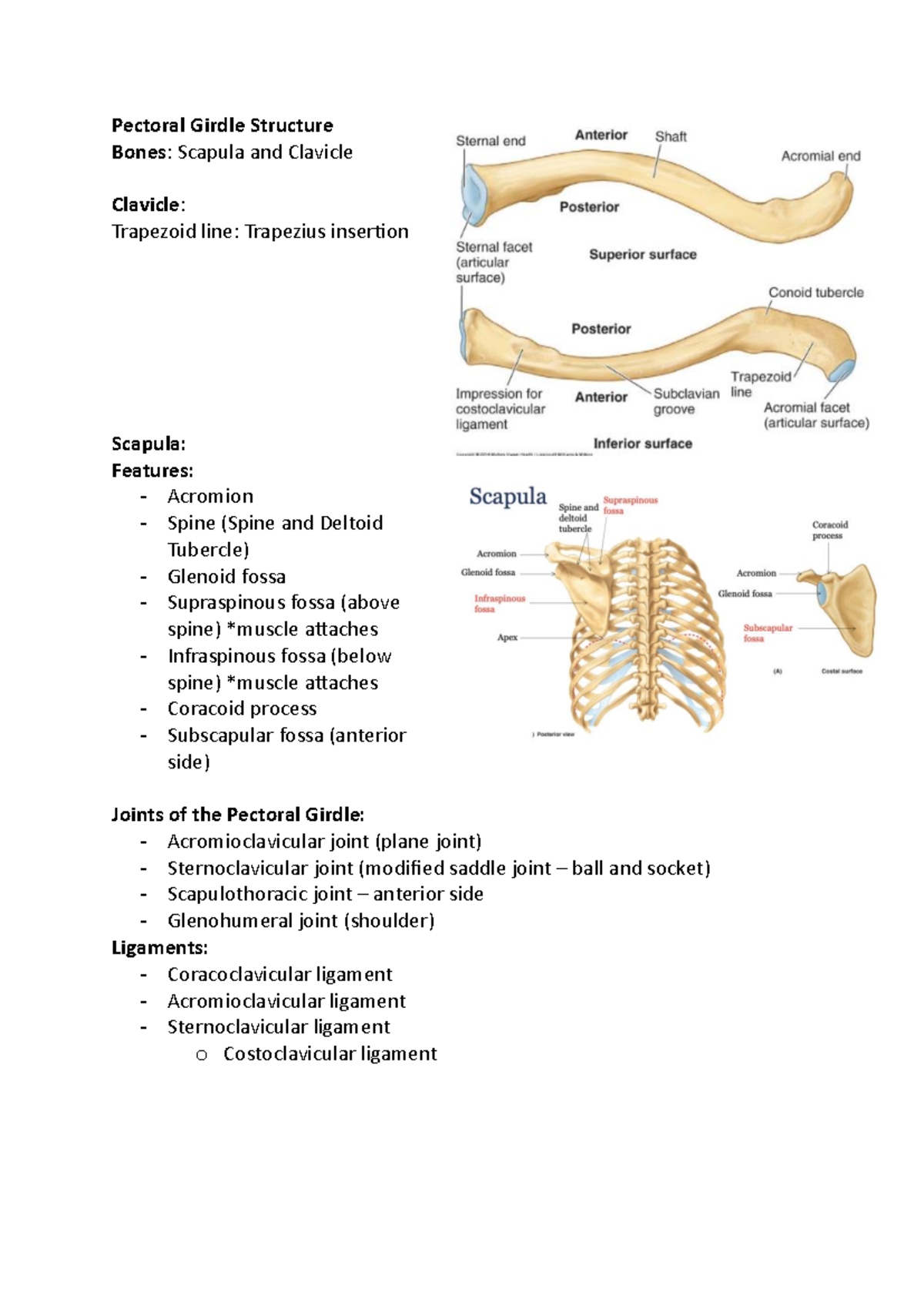 Pectoral Girdle & Forearm Structure: Mod 9 Notes - Studocu