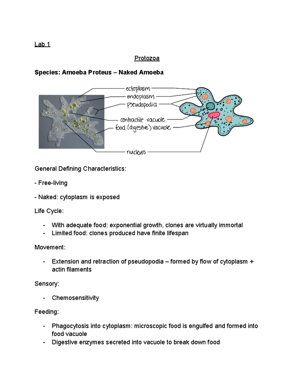 BIO2135 Lab Final Exam Study Summary - Lab 1 Protozoa Species: Amoeba ...