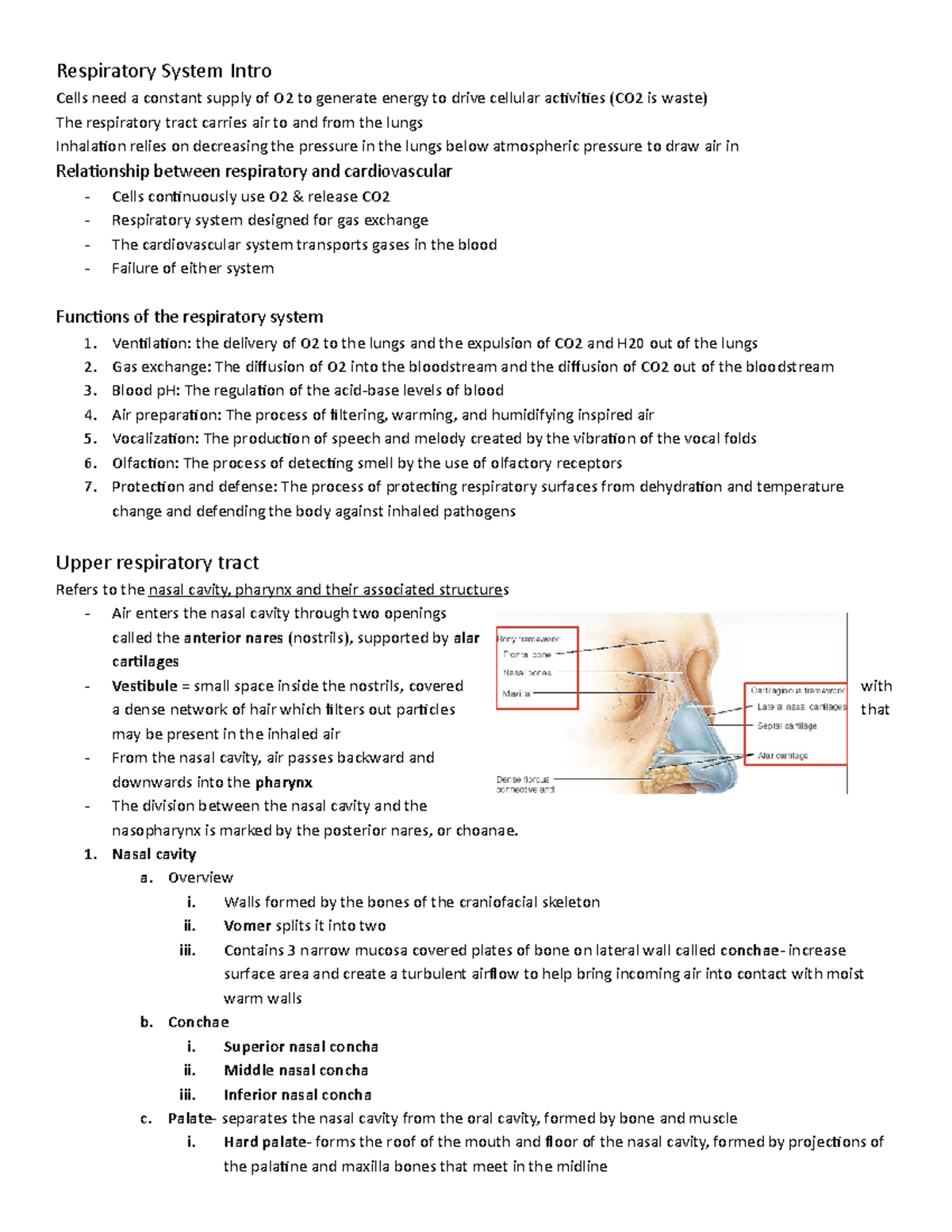 AP Study Guide: Essential Functions & Processes of the Respiratory ...