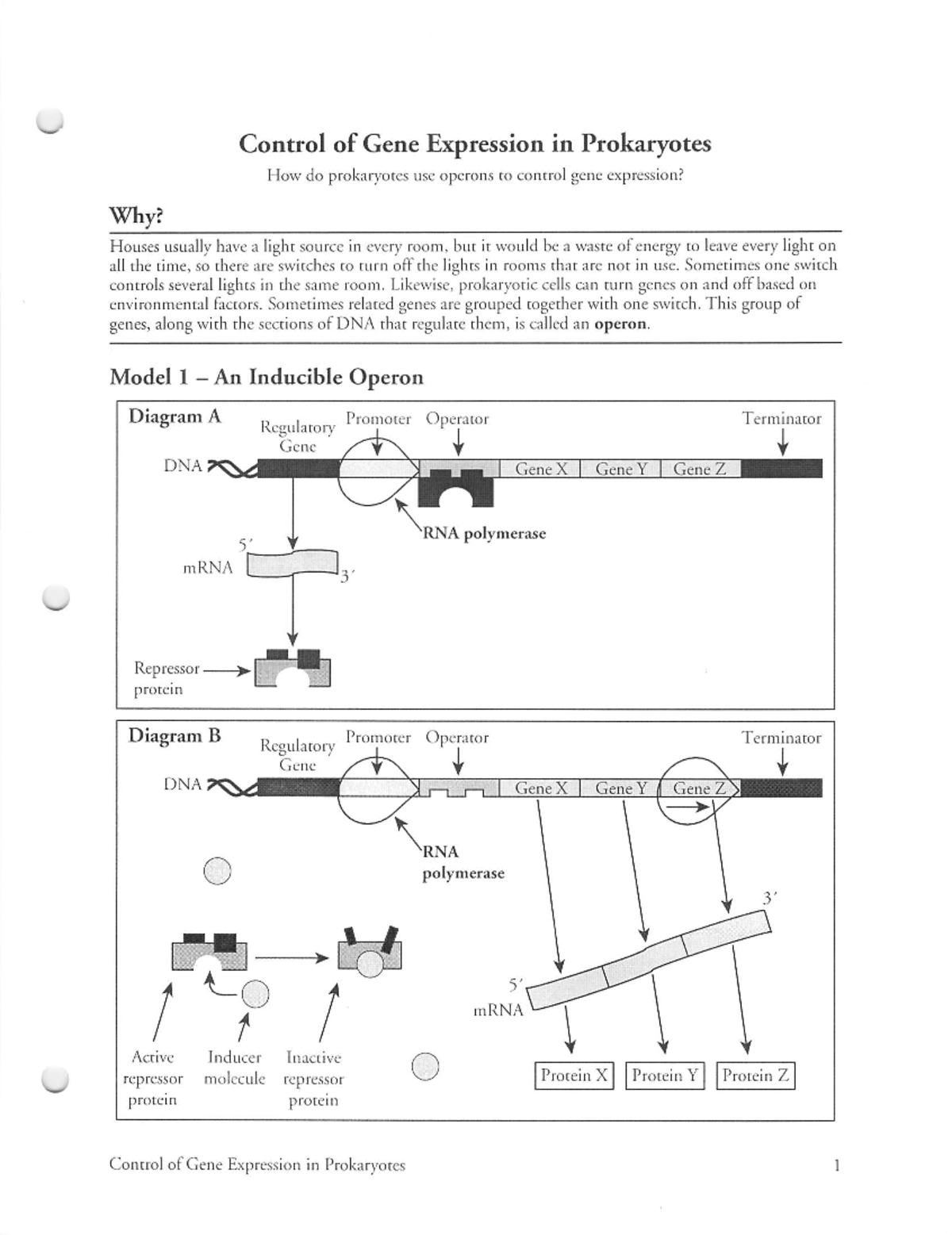 AP Biology - Gene Expression in Prokaryotes Overview and Models - Studocu