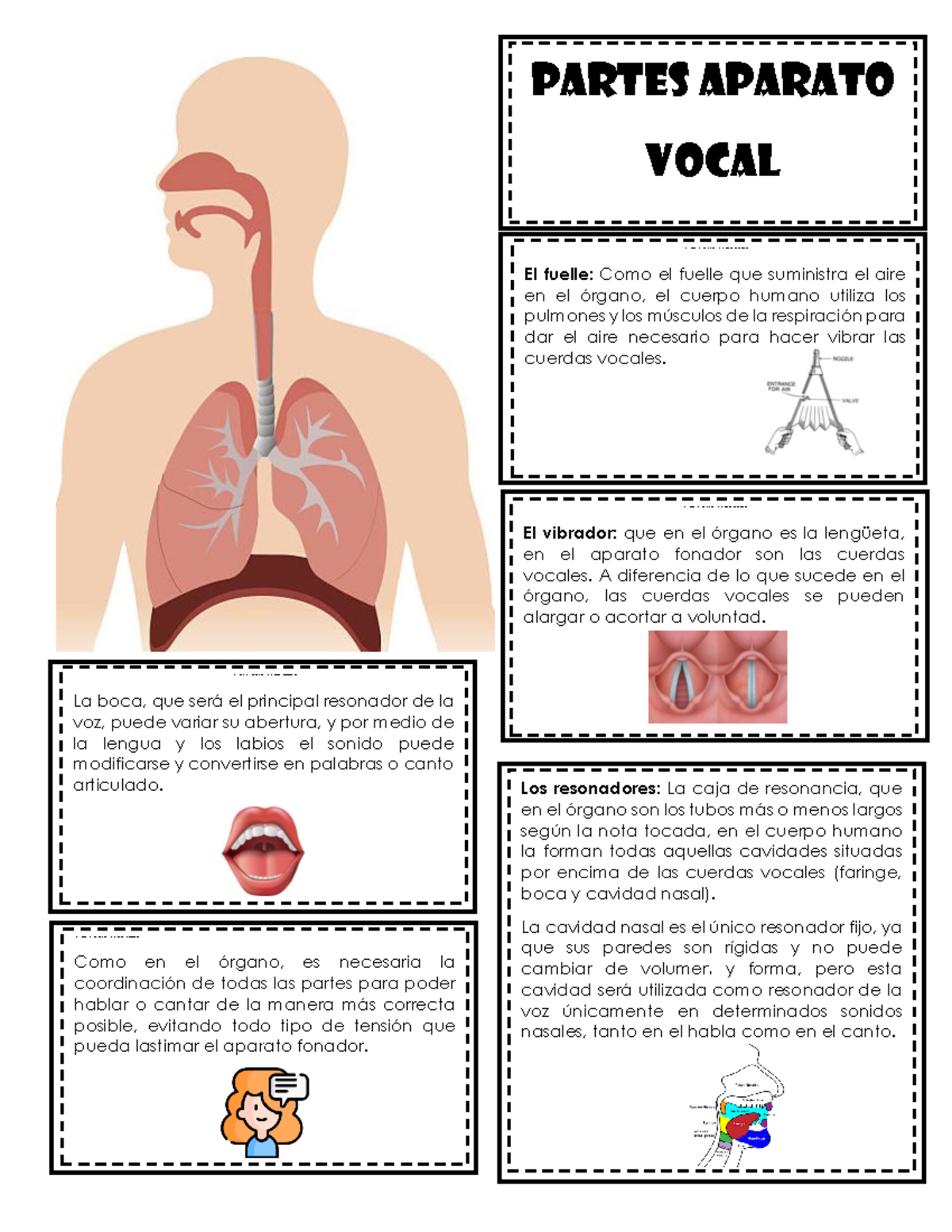 Aparato fonador - Partes aparato vocal El fu el le: Com o el fuell e ...