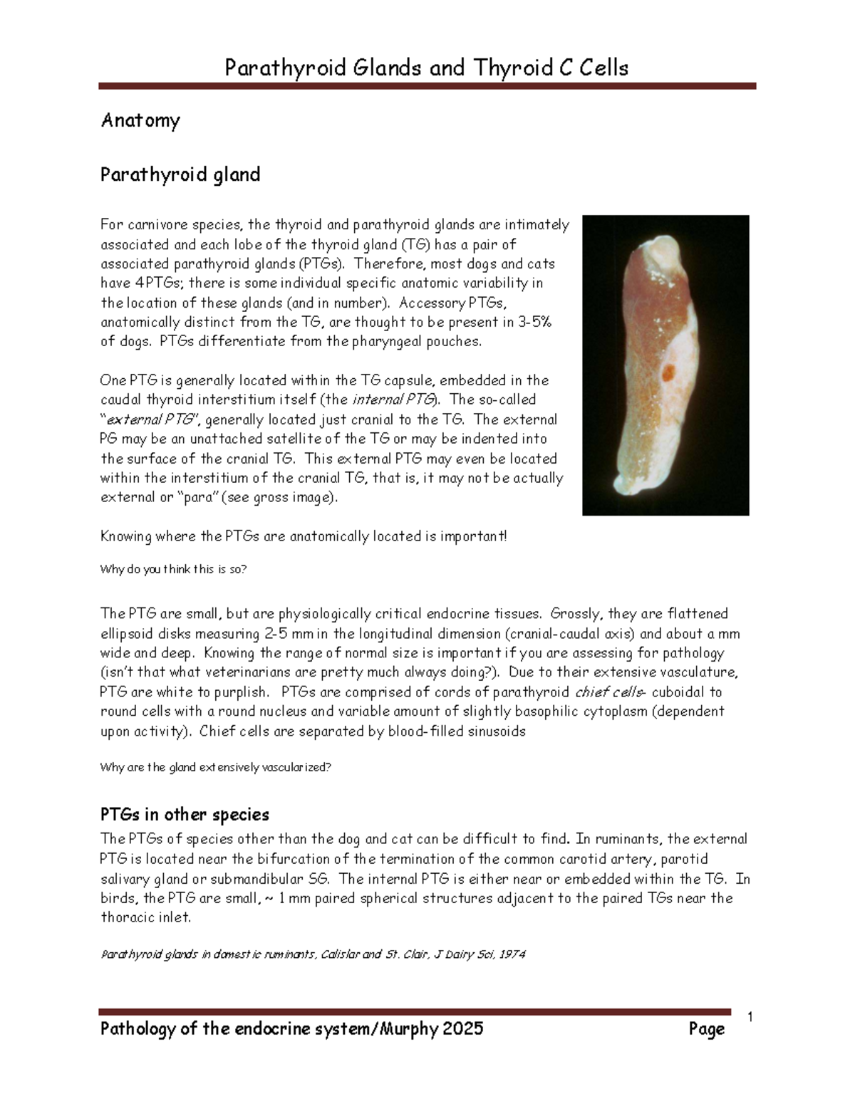 Parathyroid Glands & Thyroid C Cells: Anatomy & Pathology (VET403 ...