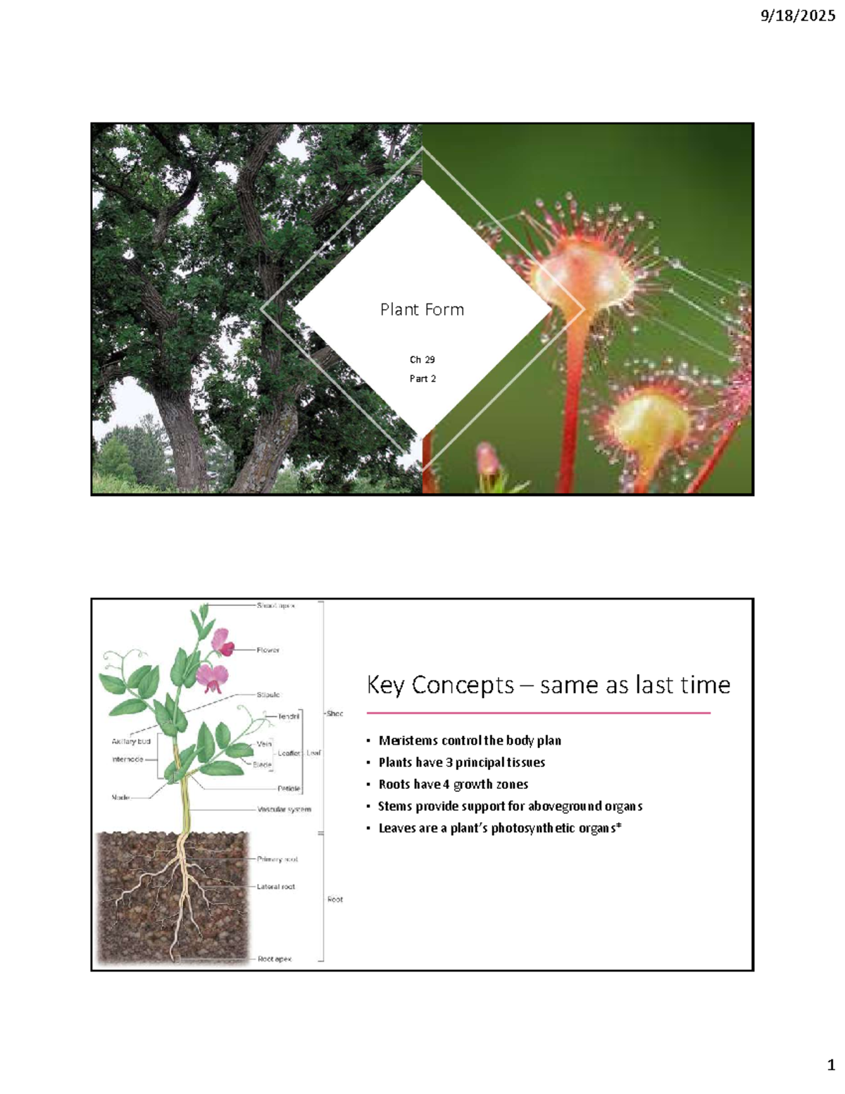 Plant Form and Function: Stems, Leaves, and Photosynthesis Strategies ...