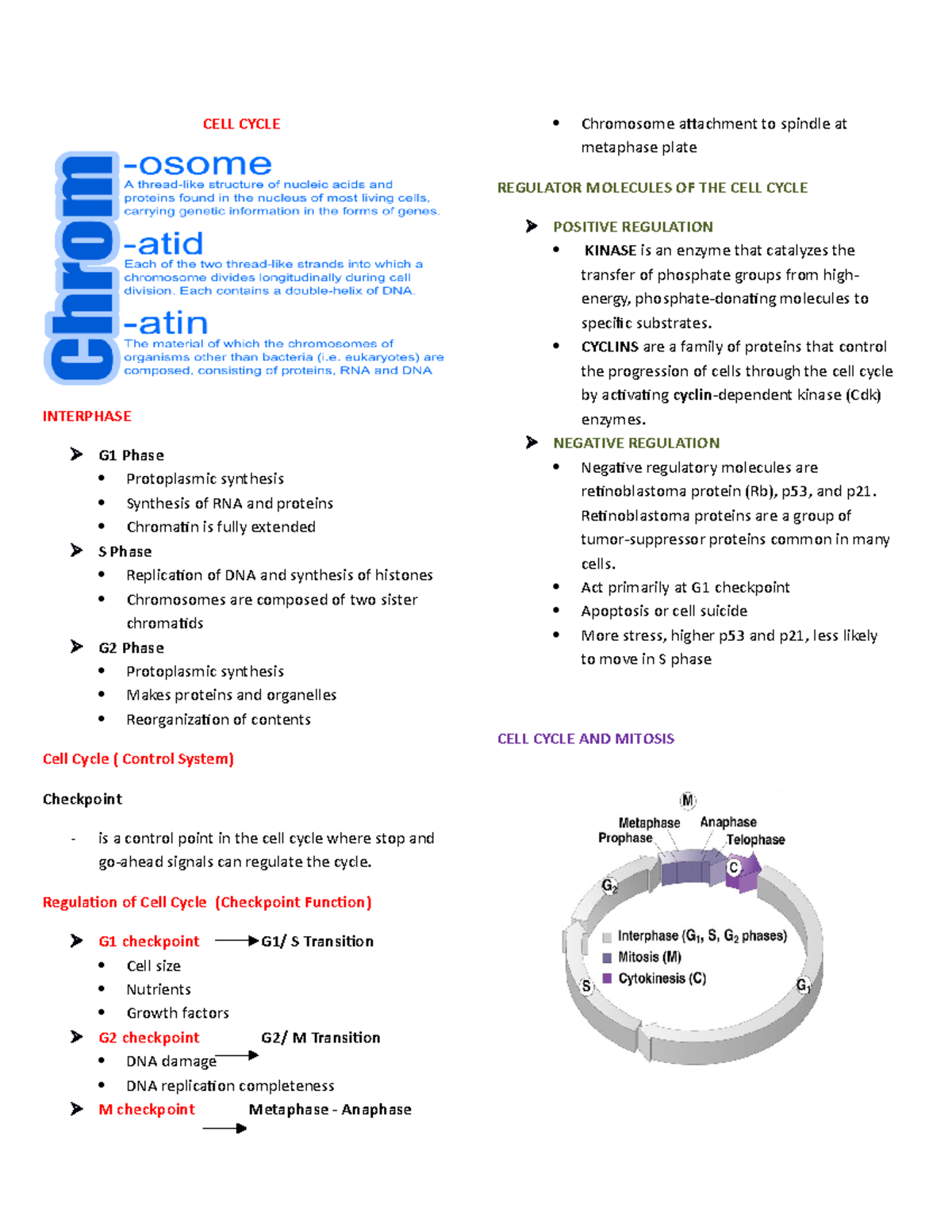 CELL Cycle Overview: Key Phases, Regulation & Mitosis (Review) - Studocu