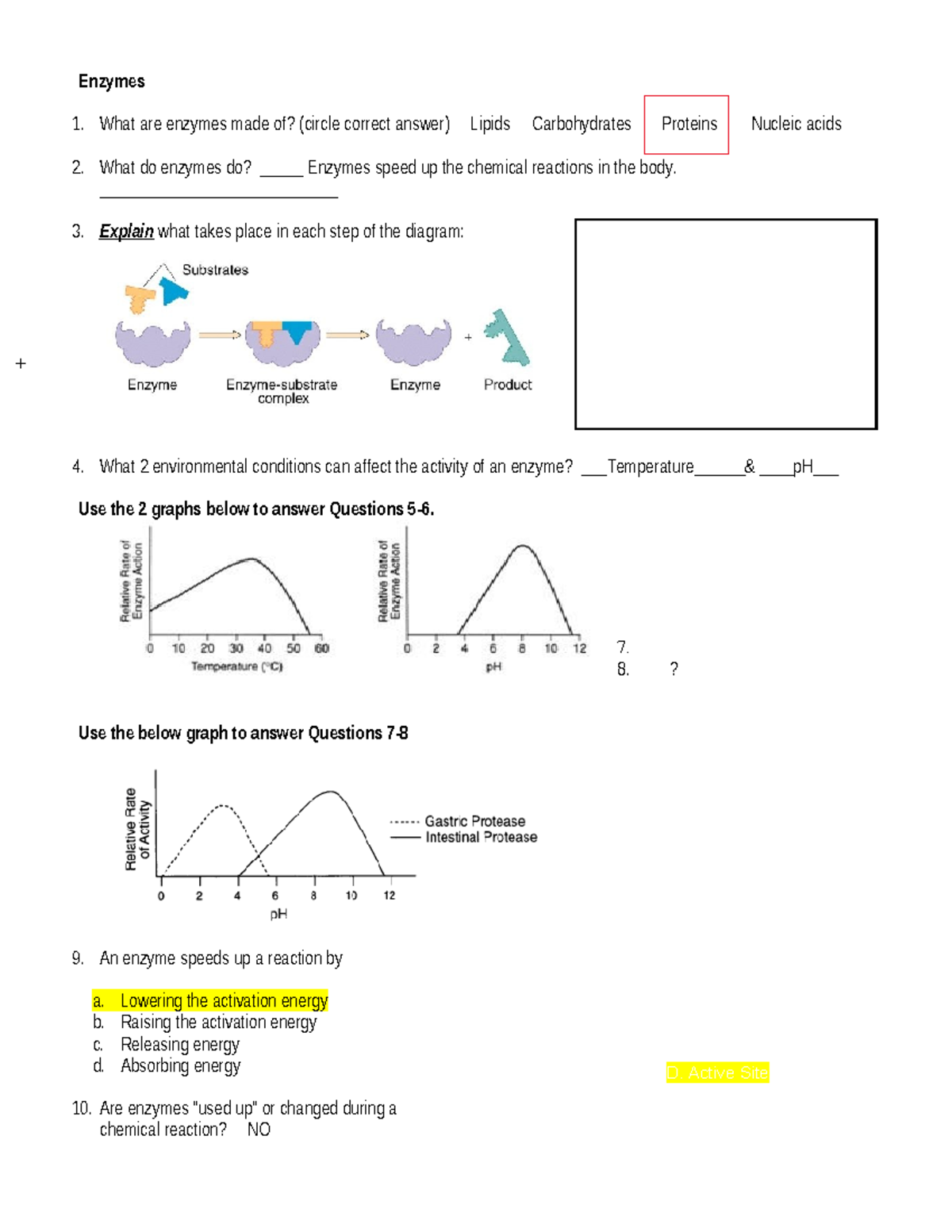 Enzyme quiz - A quiz - Enzymes 1. What are enzymes made of? (circle ...