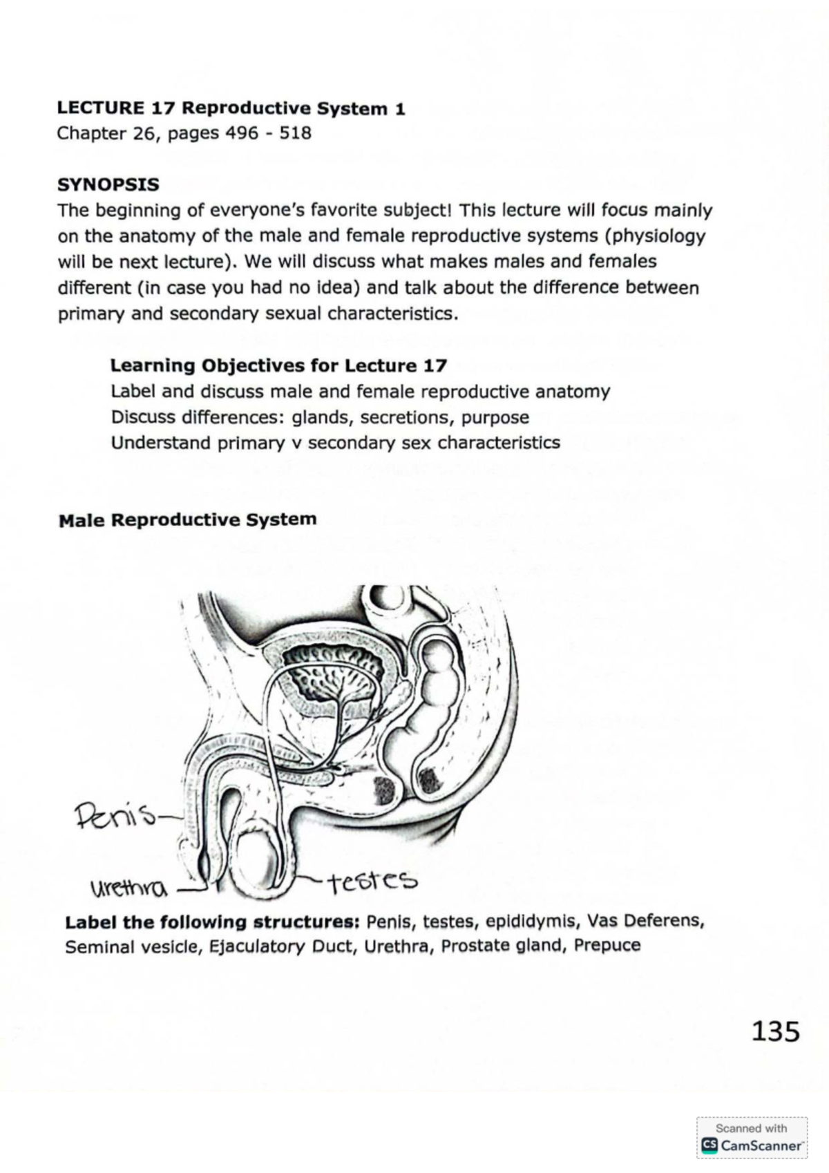 LECTURE 17 Reproductive System Overview and Key Concepts - Studocu
