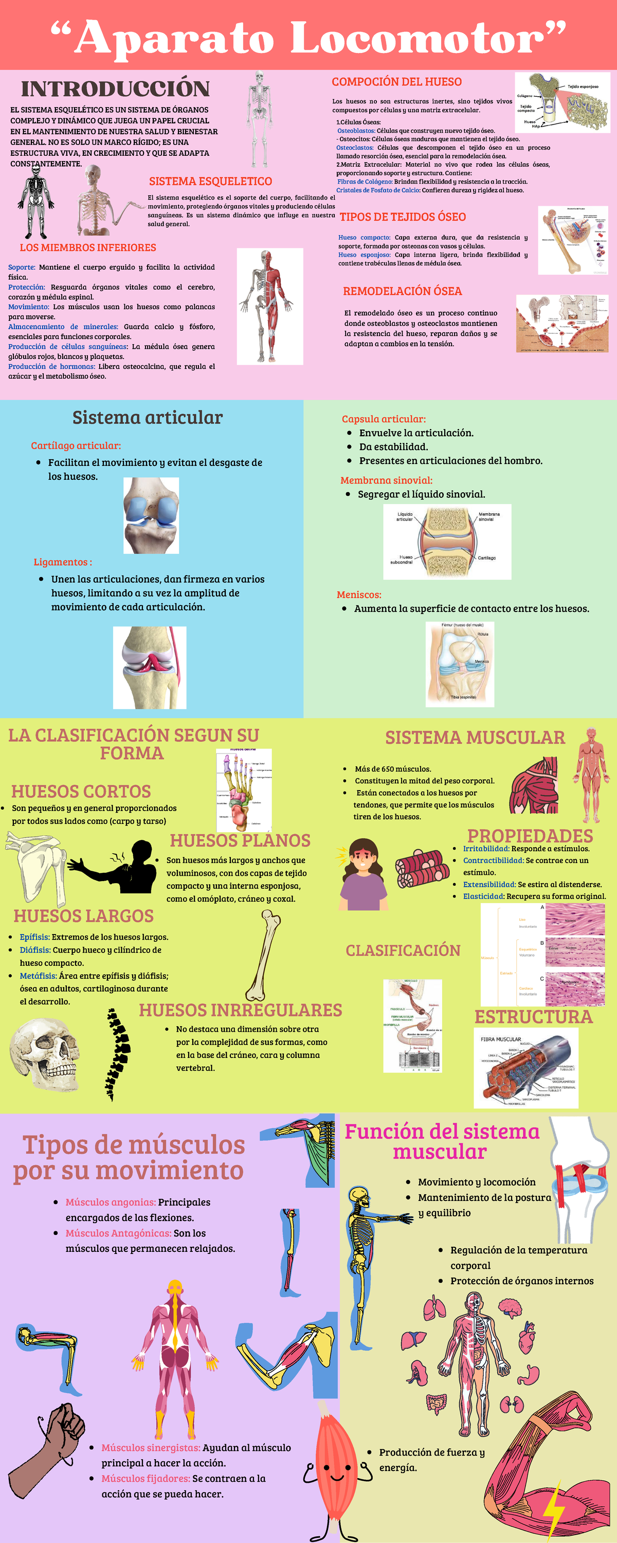 Articulaciones Del Sistema Locomotor Dinami