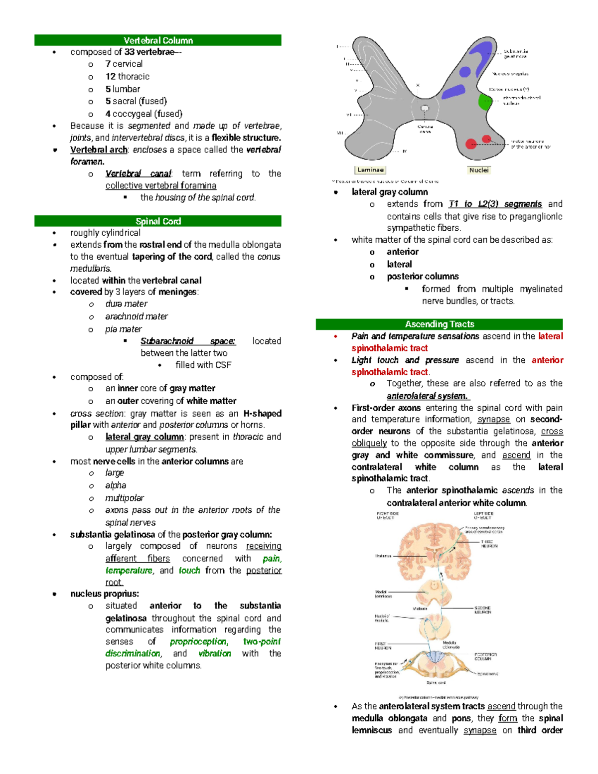 Midterm Study Notes: SNELL - Spinal Cord & Vertebral Column - Studocu