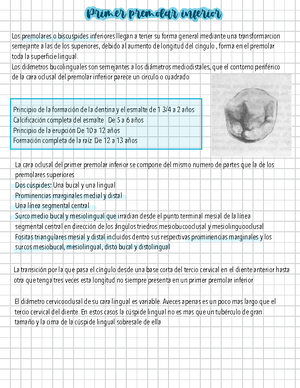 ANATOMÍA DEL SEGUNDO PREMOLAR INFERIOR (Diente No. 45) - Studocu
