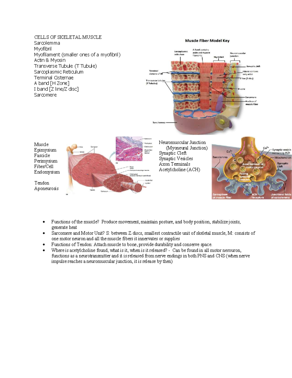 334 - Muscle Names and Nervous System Overview: Key Concepts and ...