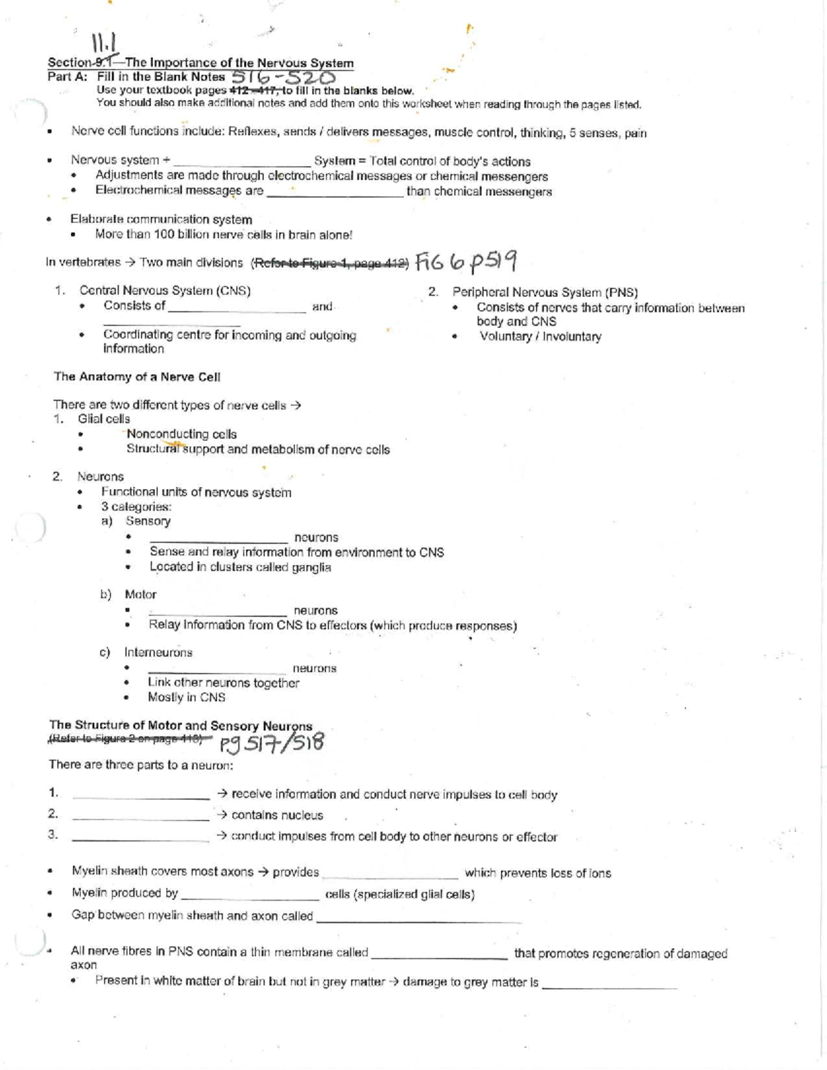 11.1 Nervous System Overview: Fill in the Blank Notes - Studocu