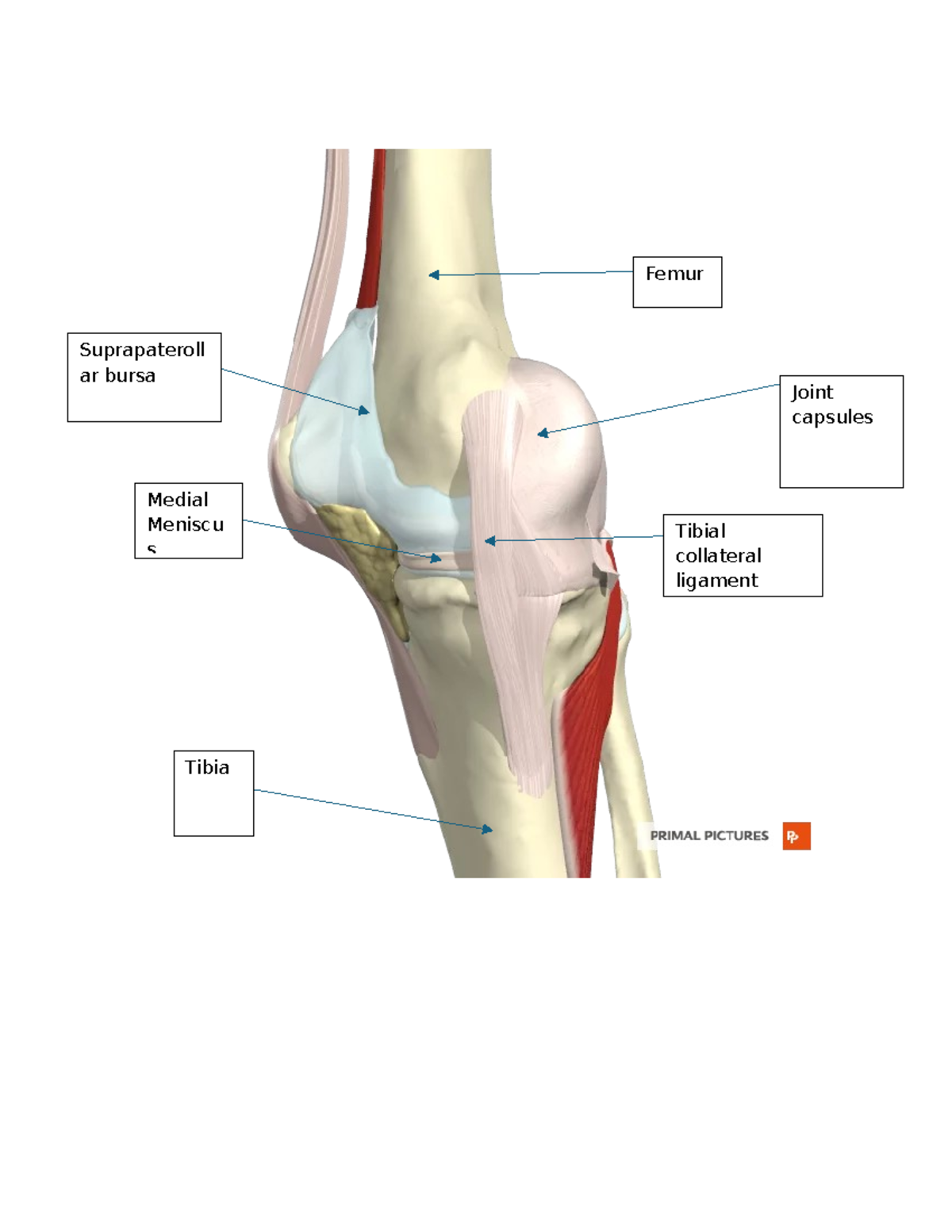 Hachem lab 7 - lab week 7 - BIO251 - Suprapateroll ar bursa Femur Tibia ...