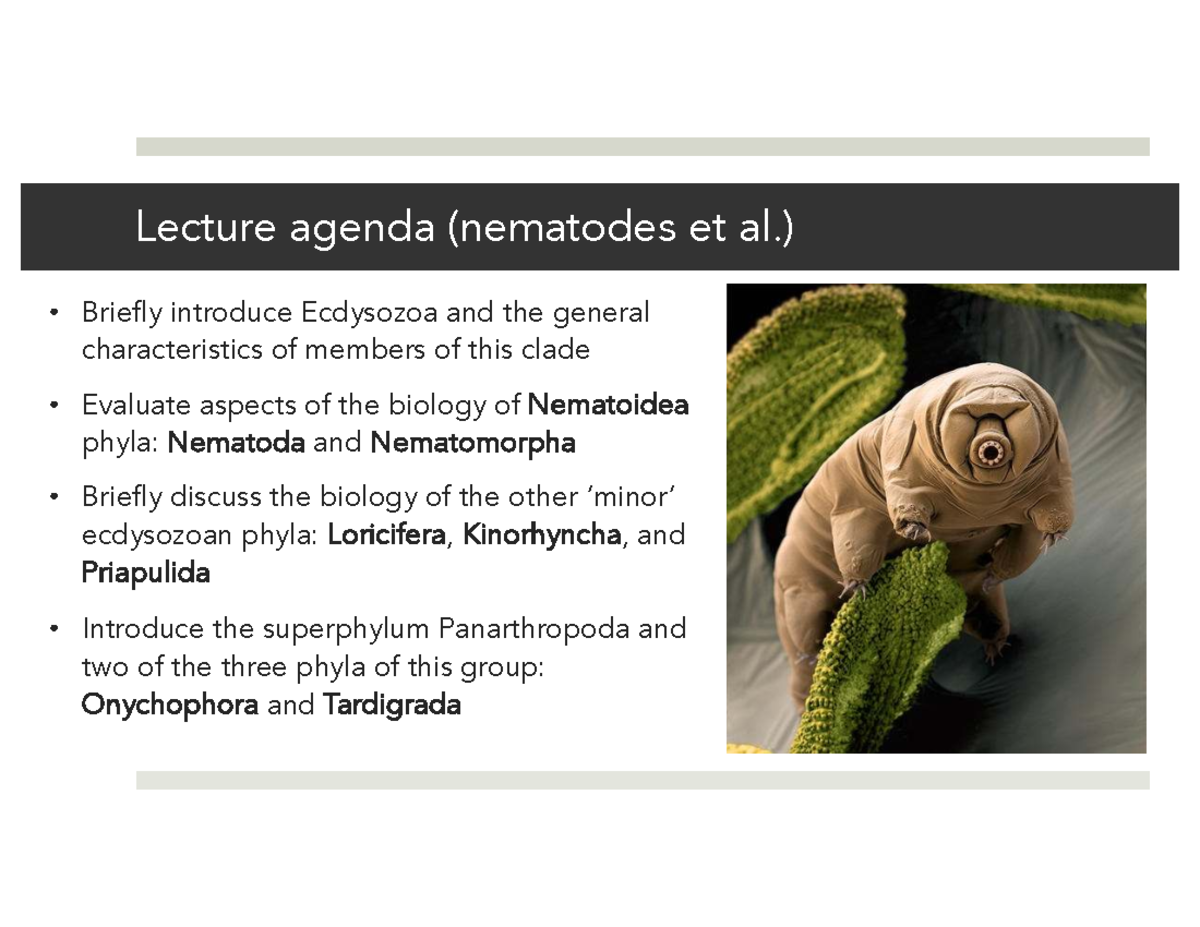 Lecture Agenda: Ecdysozoa & Nematodes Overview (20. Nematodes etc ...