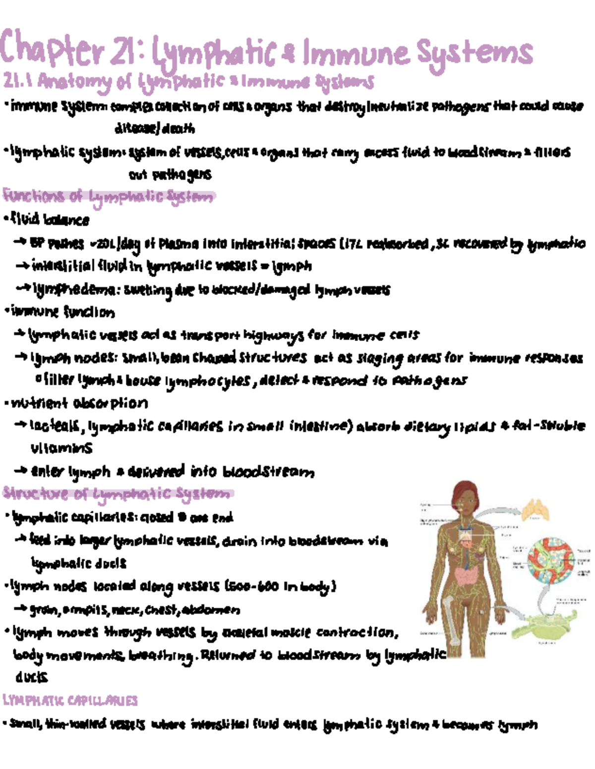 Chapter 21: Overview of Lymphatic & Immune Systems - Studocu