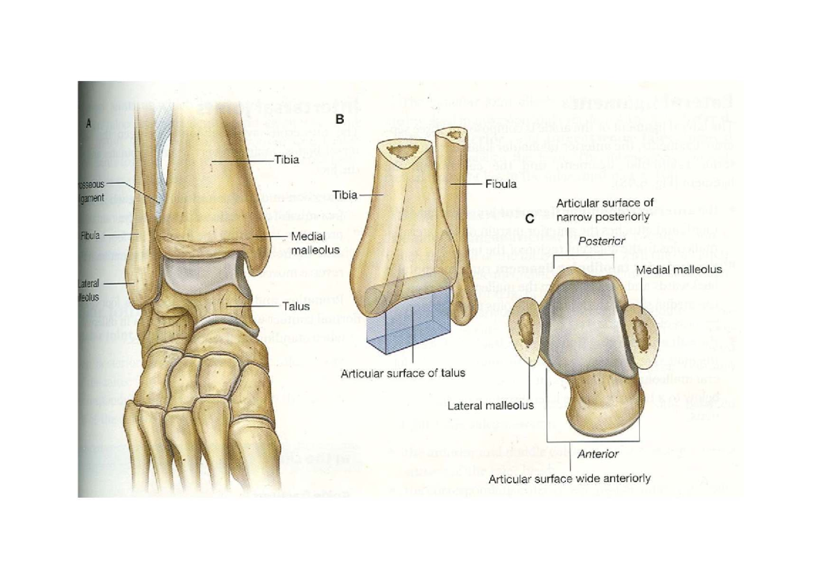 Joints of Foot: Detailed Anatomy and Function (Course Code: J01nt ...