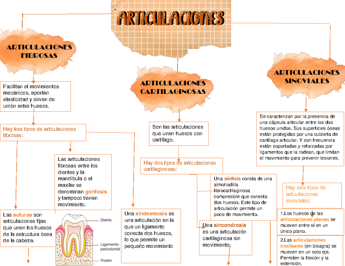 Cuatro Tipos Diferentes De Articulaciones