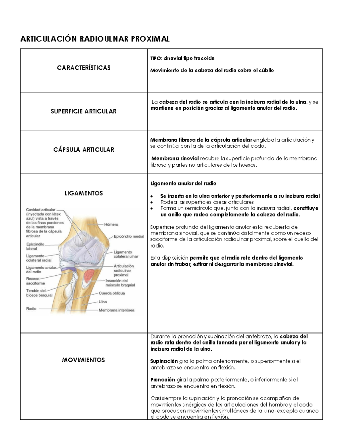 Articulación Radioulnar Proximal y Distal: Características y Funciones ...