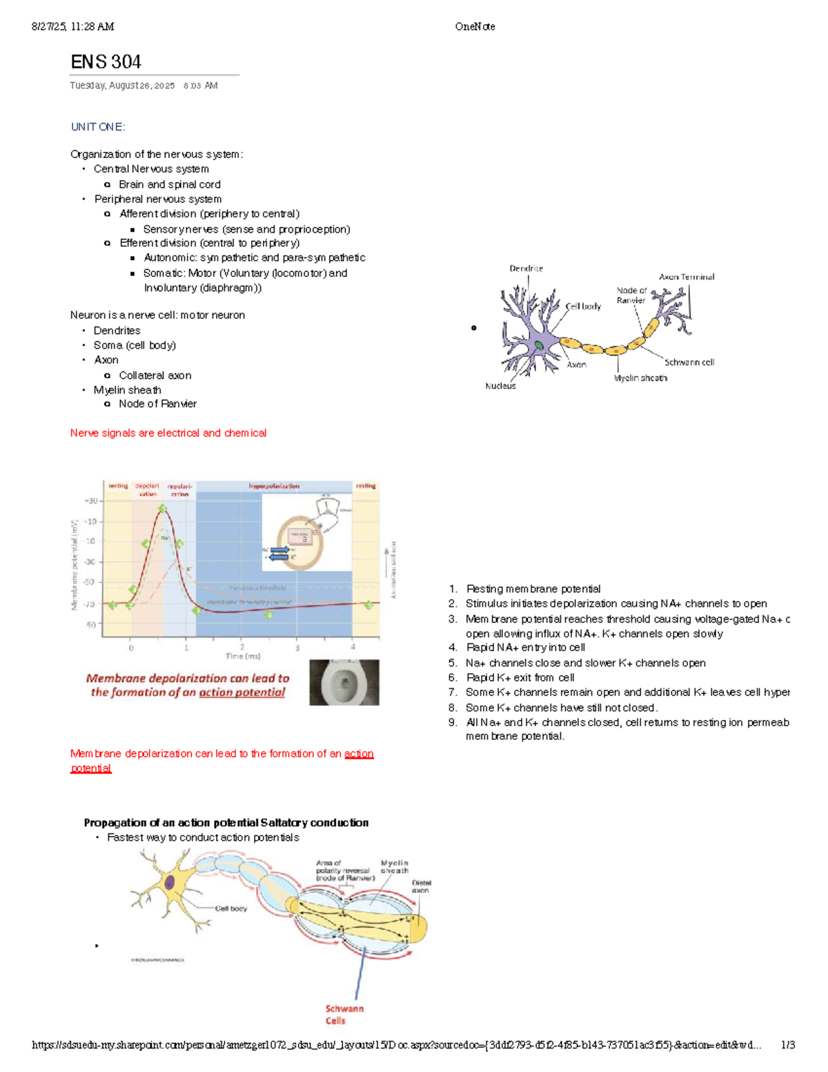 ENS 304 Lecture Notes: Organization of the Nervous System - Studocu