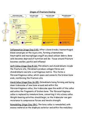 Stages of Healing Injury: Inflammation, Repair, and Remodeling - Studocu