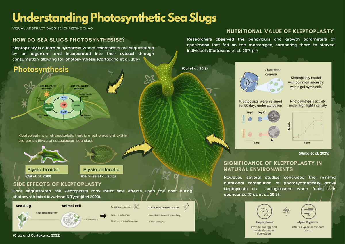 Understanding Photosynthesis in Sea Slugs: A Visual Abstract BABS1201 ...