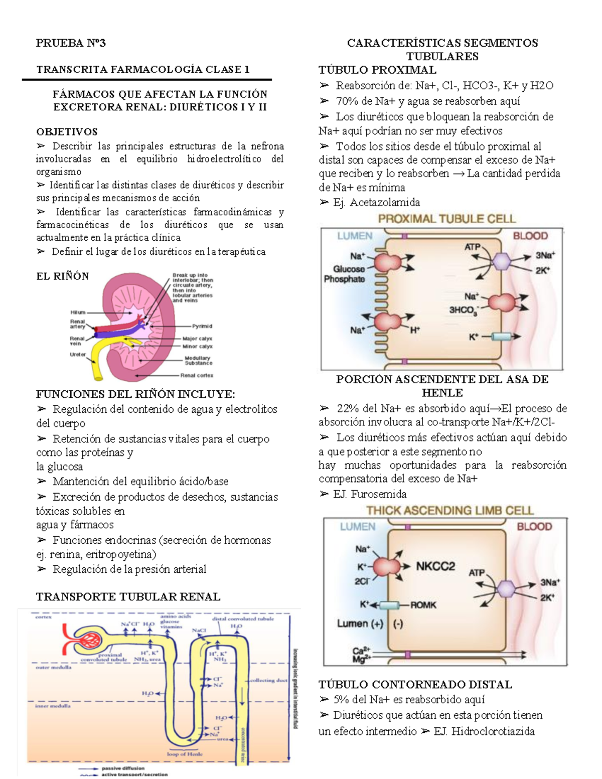 FÁRMACOS QUE AFECTAN LA FUNCIÓN EXCRETORA RENAL: DIURÉTICOS - Warning: TT: undefined function ...