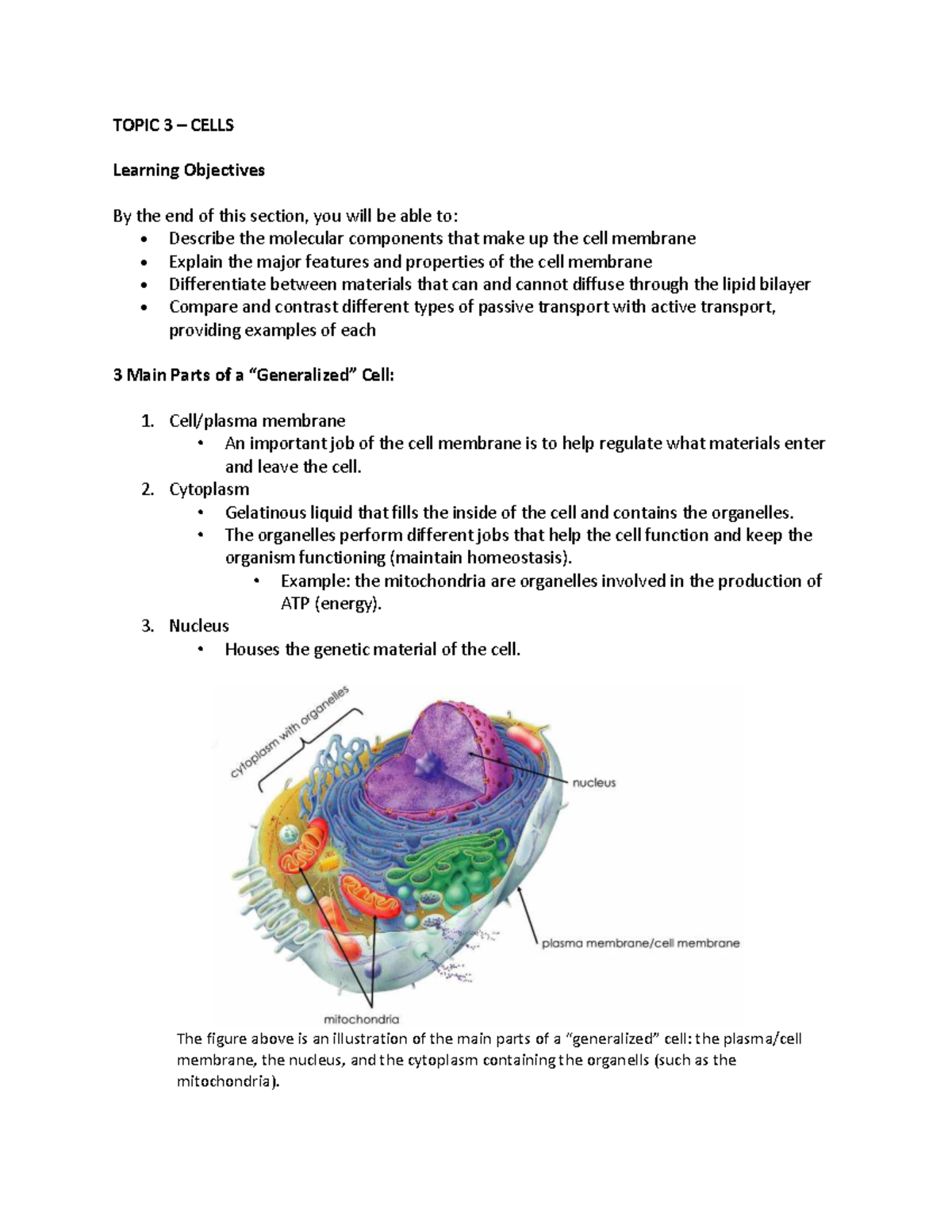 Cell Structure and Function: Organelles & Membrane Transport Methods (BIO101) - Studocu