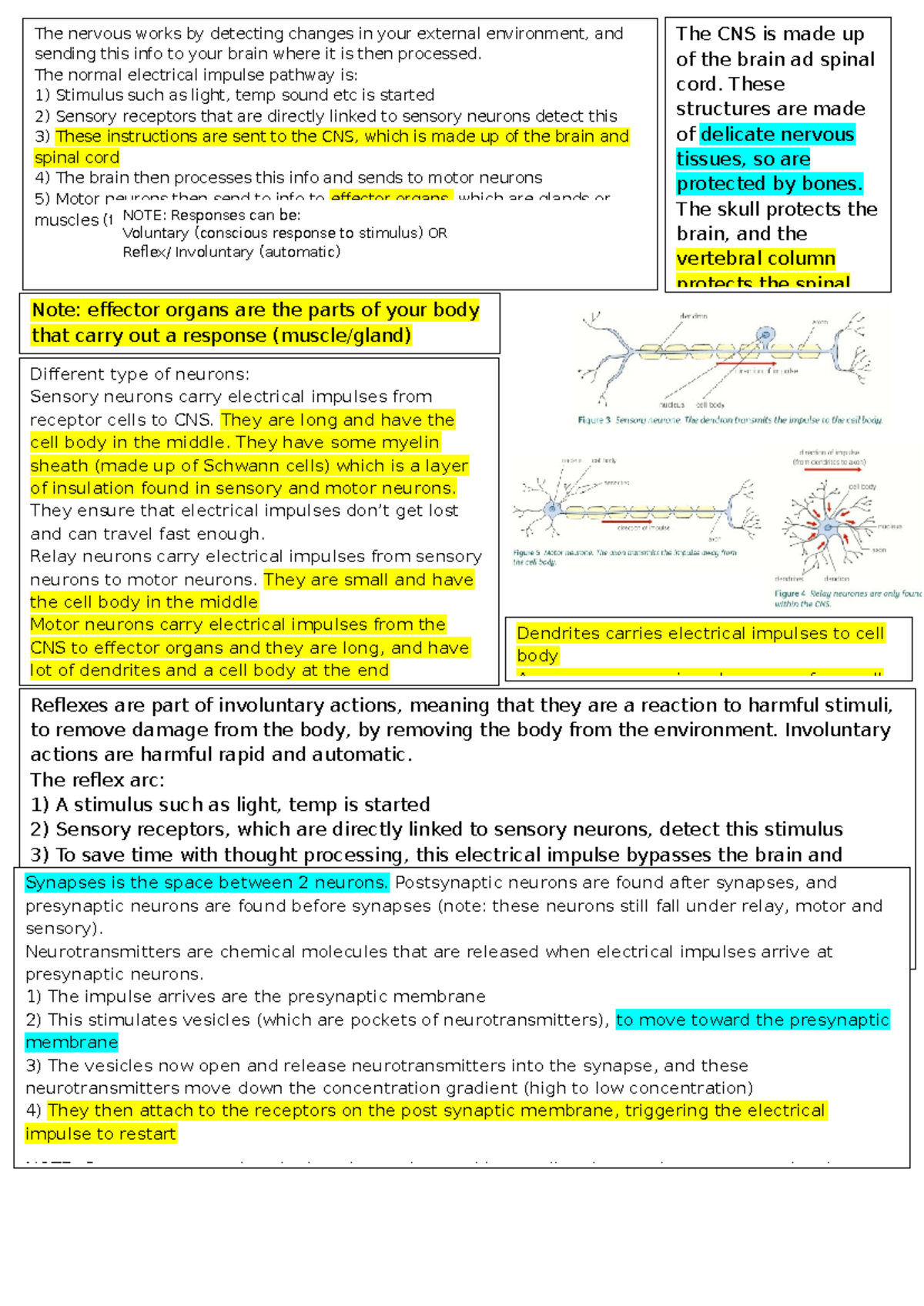 B3.1 Nervous System Notes - OCR Biology GCSE Revision Guide - Studocu
