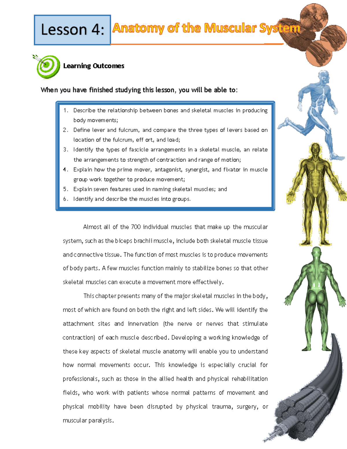 Muscular System Lesson 4 - 9 Learning Outcomes When you have finished ...