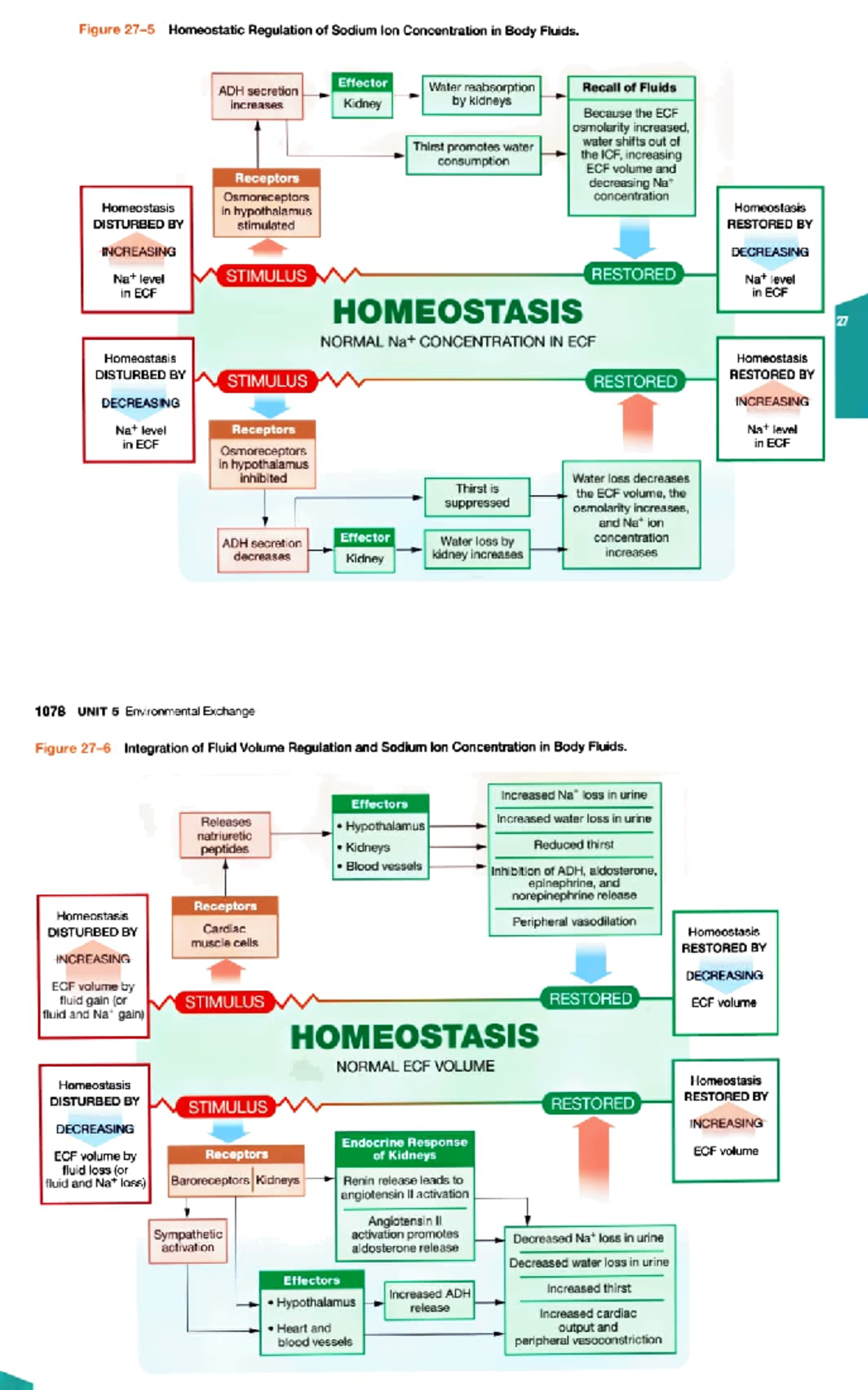 Handout-homeostasis - Homeostasis involving the nervous system and ...