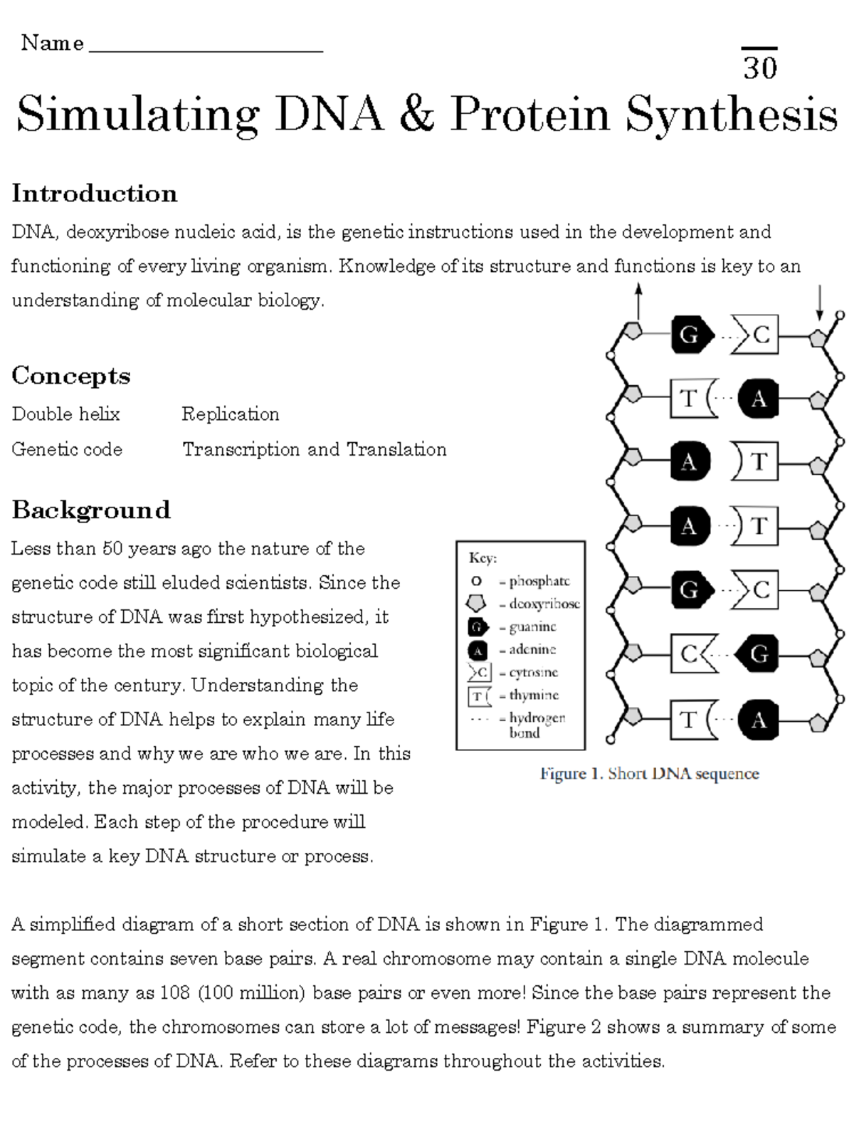 Simulating DNA Protein Synthesis - Simulating DNA & Protein Synthesis ...