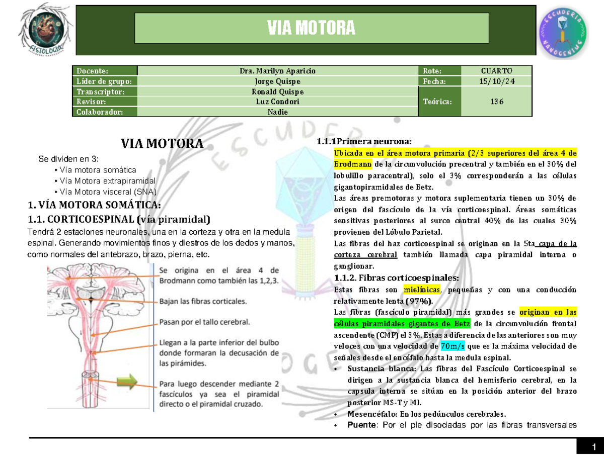 trabajo VIA Motora - 1 VIA MOTORA Docente: Dra. Marilyn Aparicio Rote ...