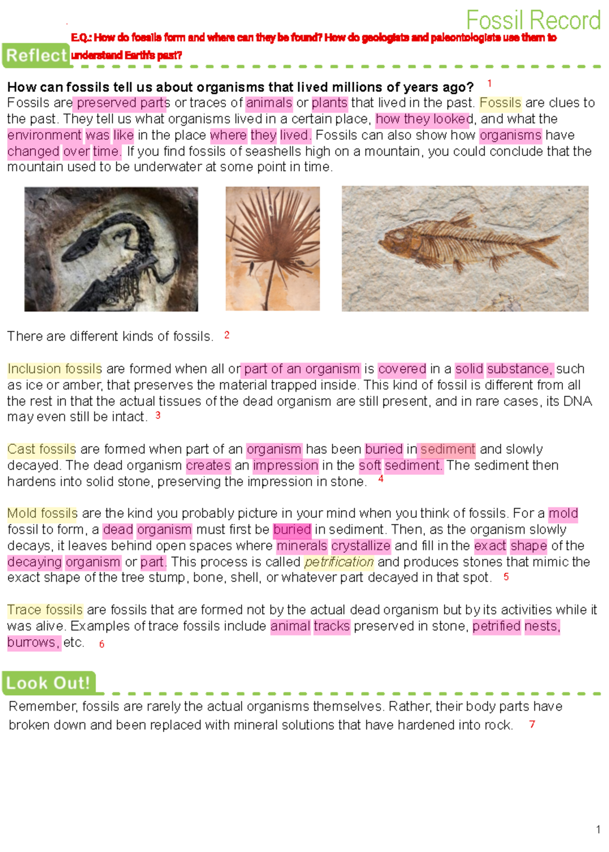Kami Export - Adam Shalabi - Fossil Record Explain STEMscopedia - How ...