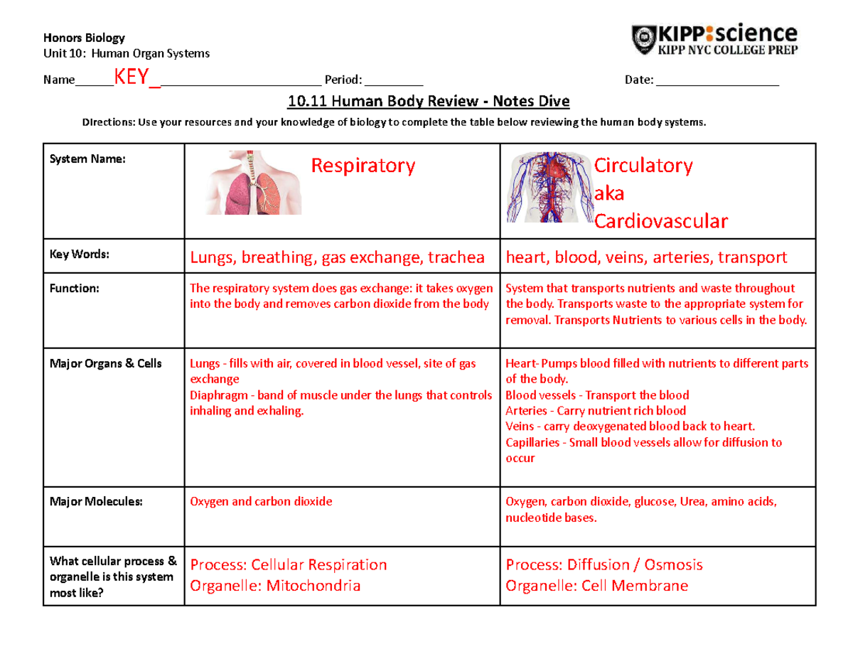 Honors Biology Unit 10: Human Organ Systems Review Notes - Studocu