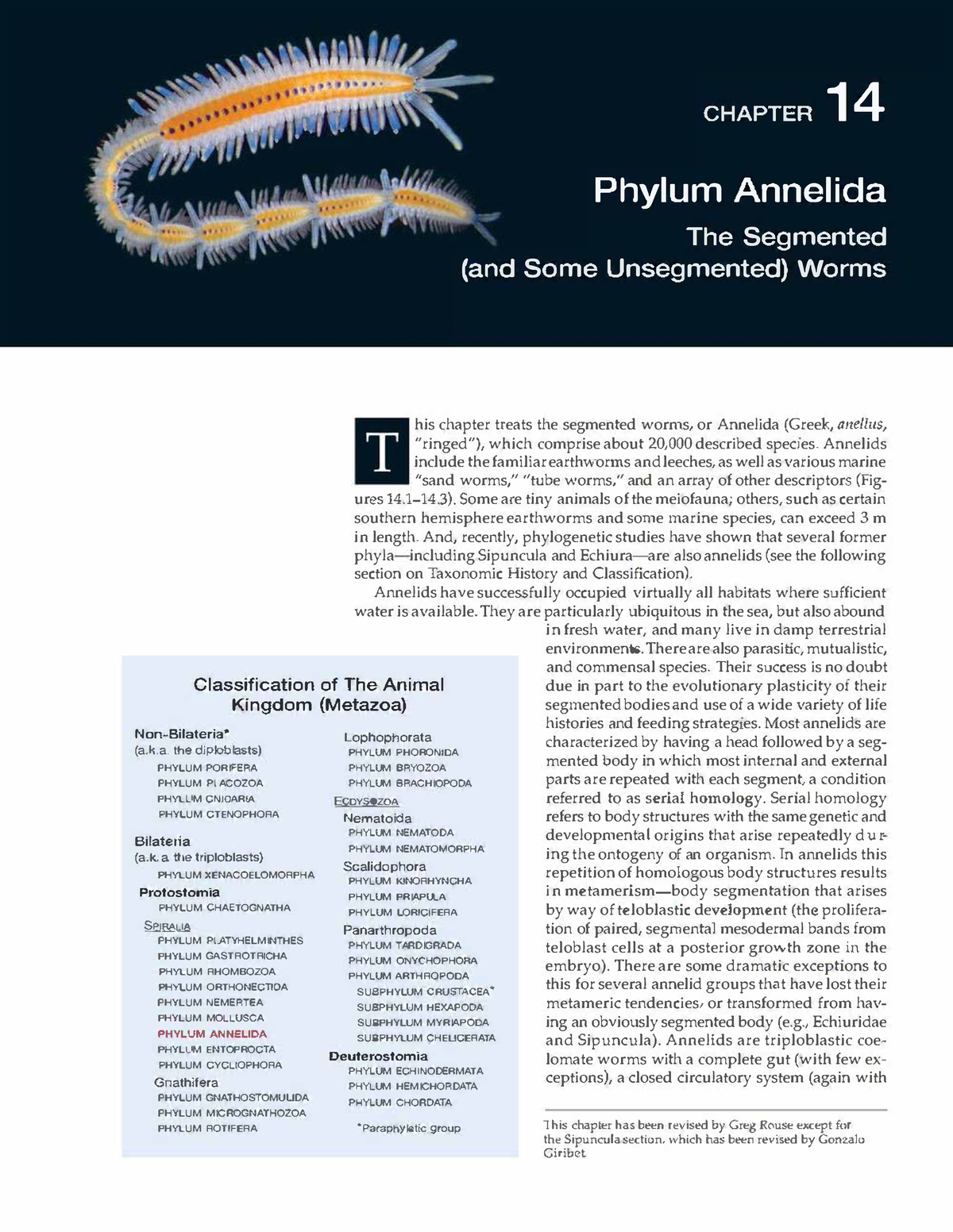 Phylum Annelida: Characteristics and Classification Overview - Studocu